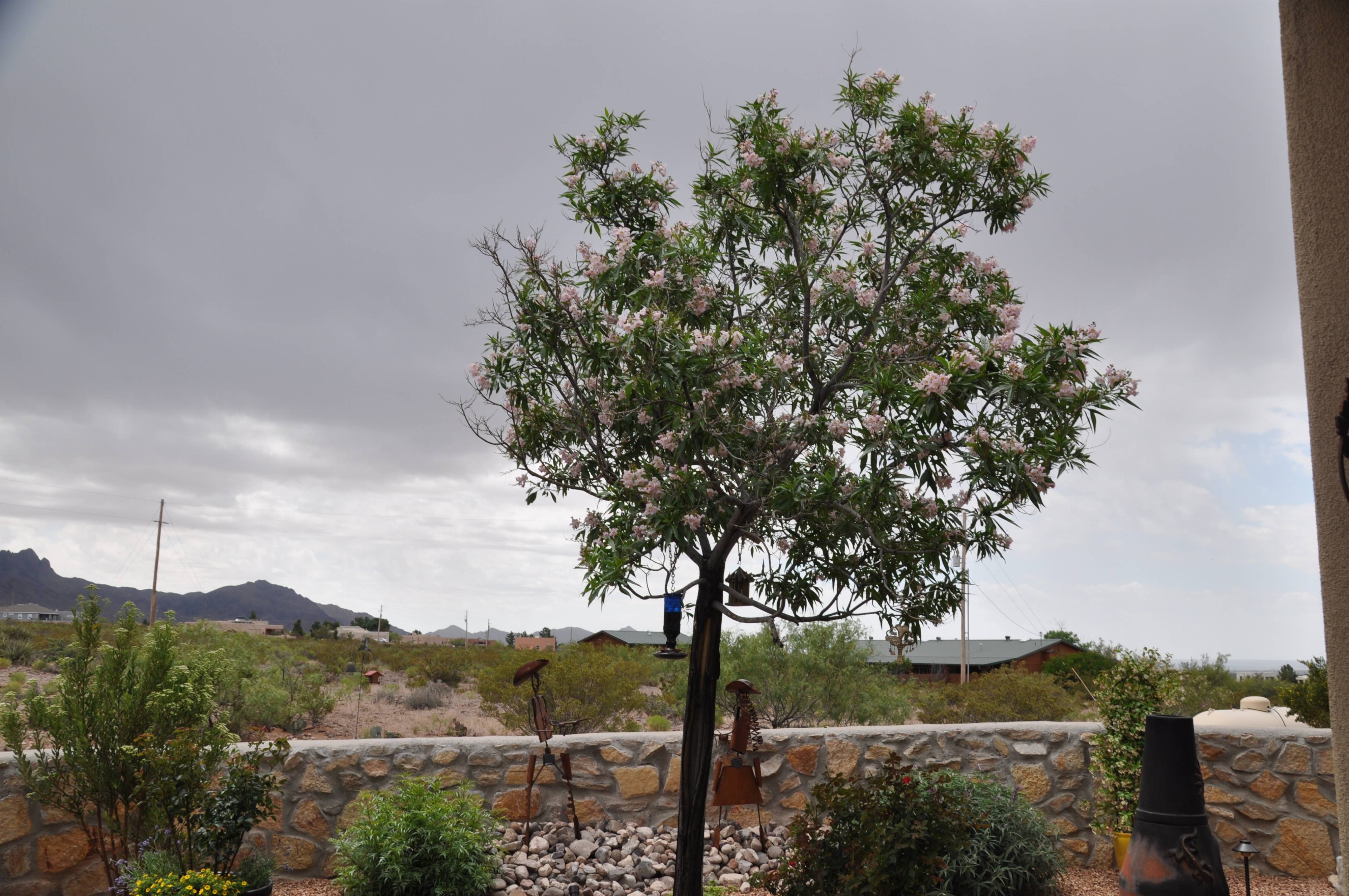 Chilopsis linearis - Desert Willow | PlantMaster