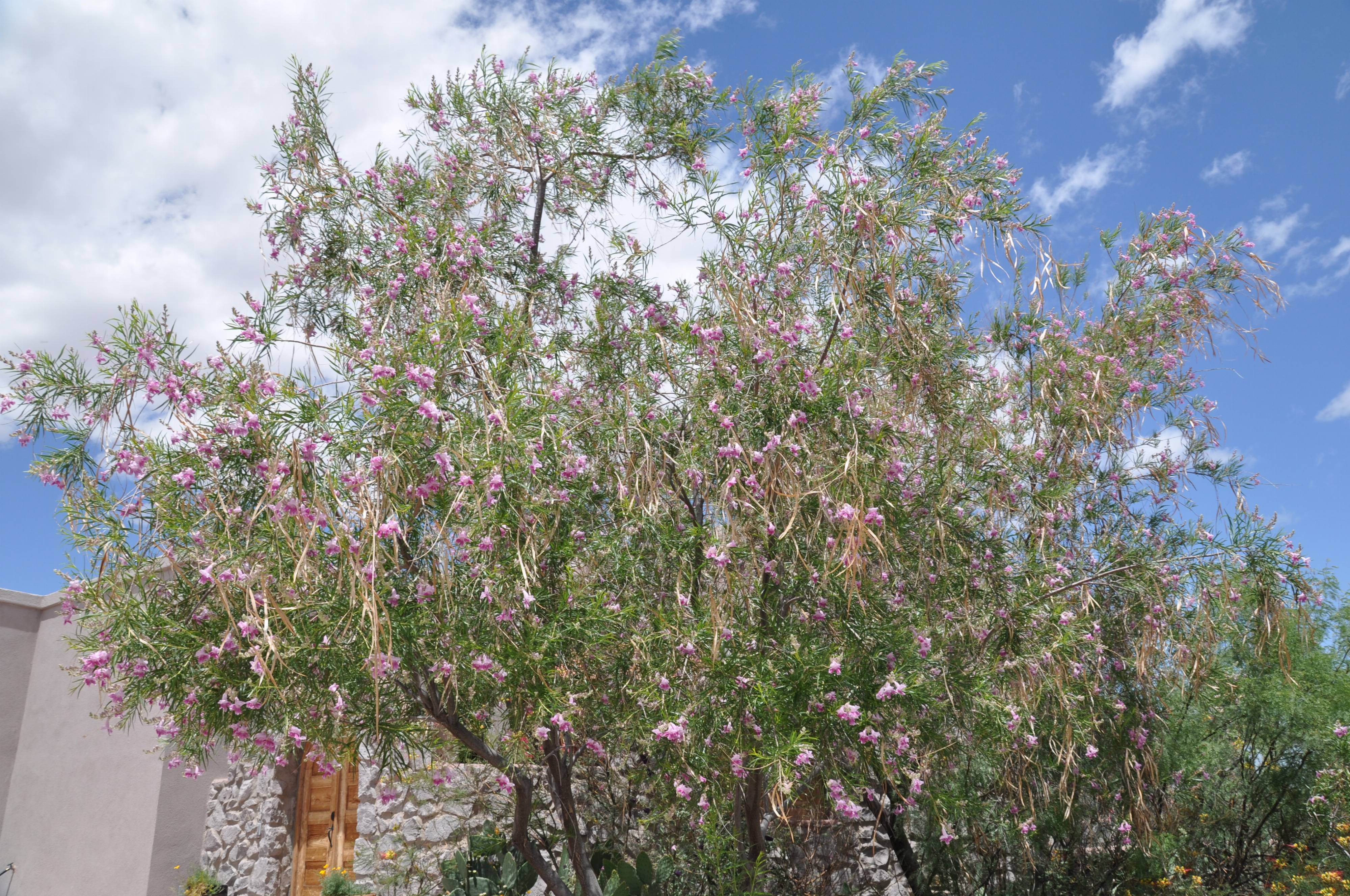 Chilopsis linearis - Desert Willow | PlantMaster