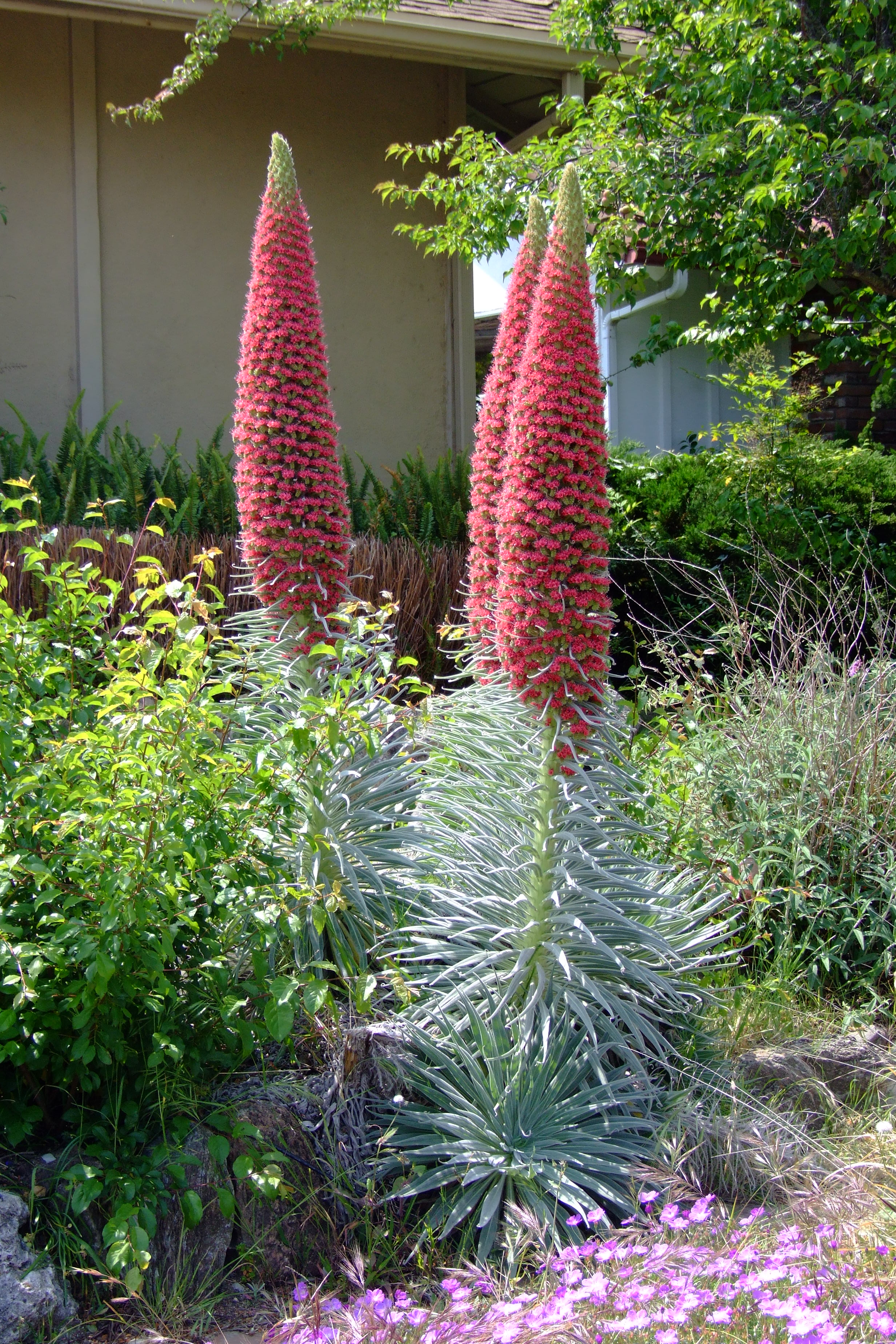 Echium wildpretii