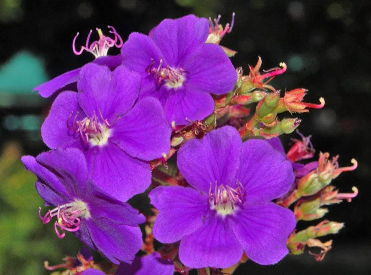 Tibouchina Standard