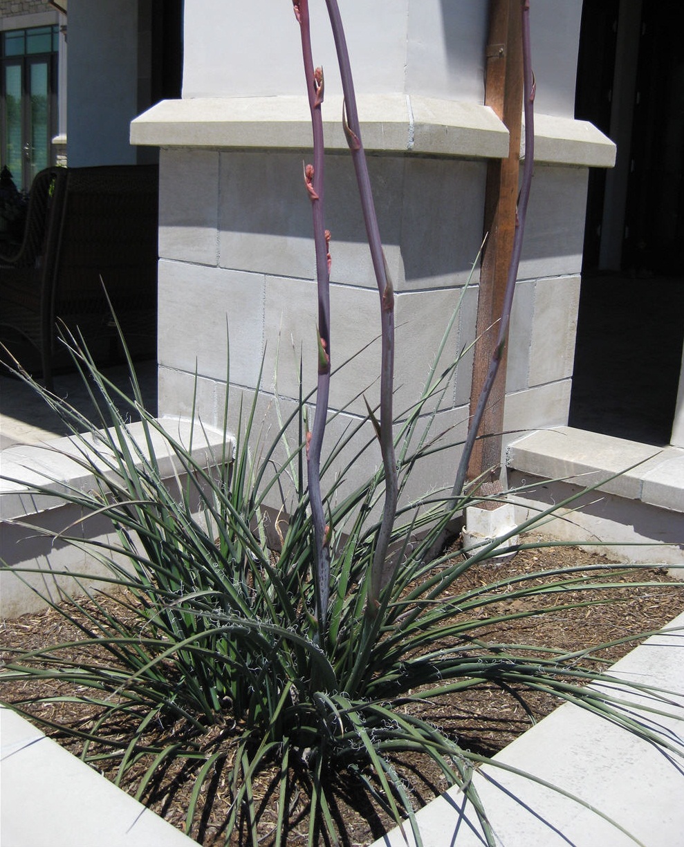 Hesperaloe parviflora - Red Yucca | PlantMaster