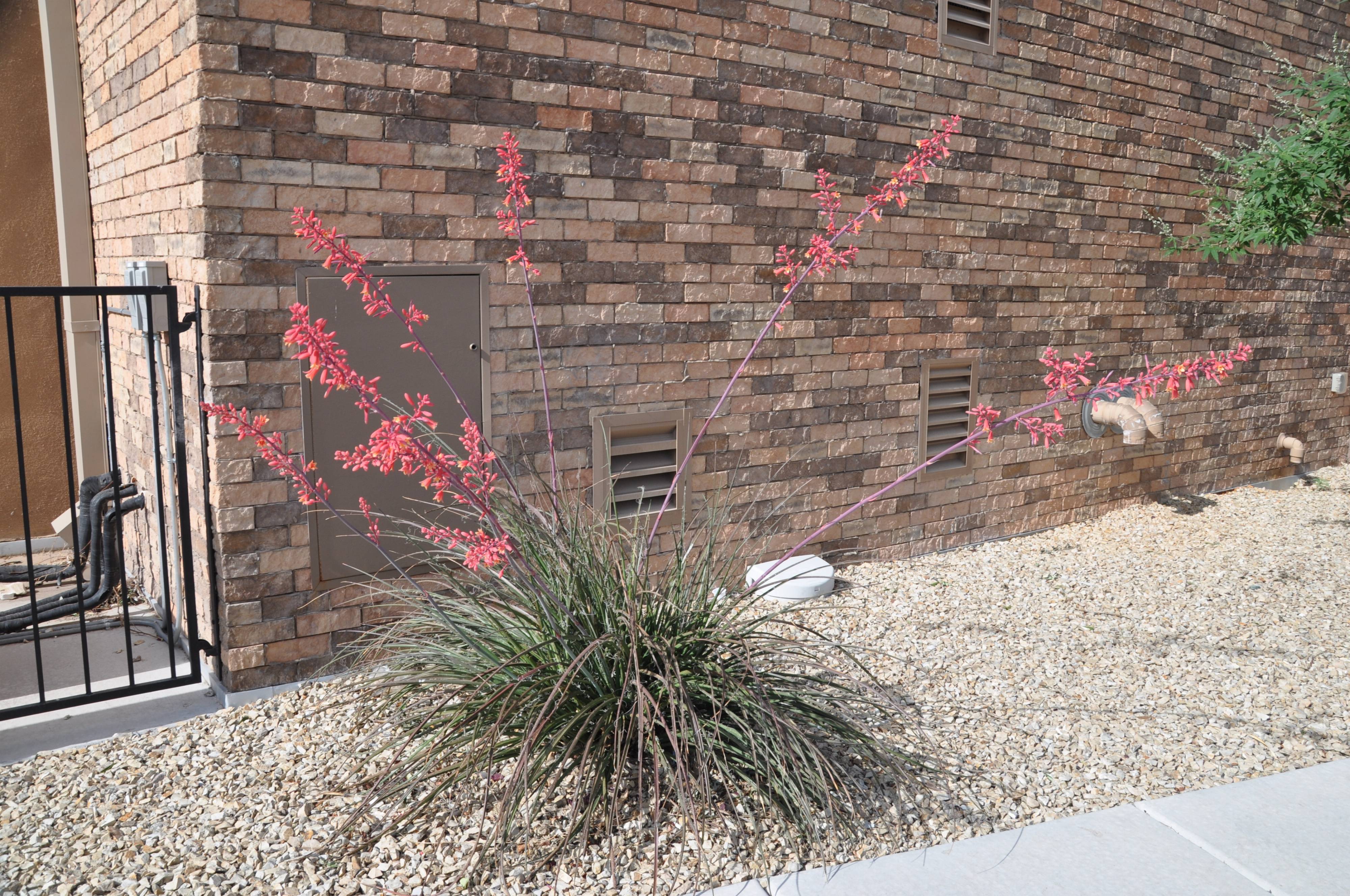 Hesperaloe parviflora - Red Yucca | PlantMaster