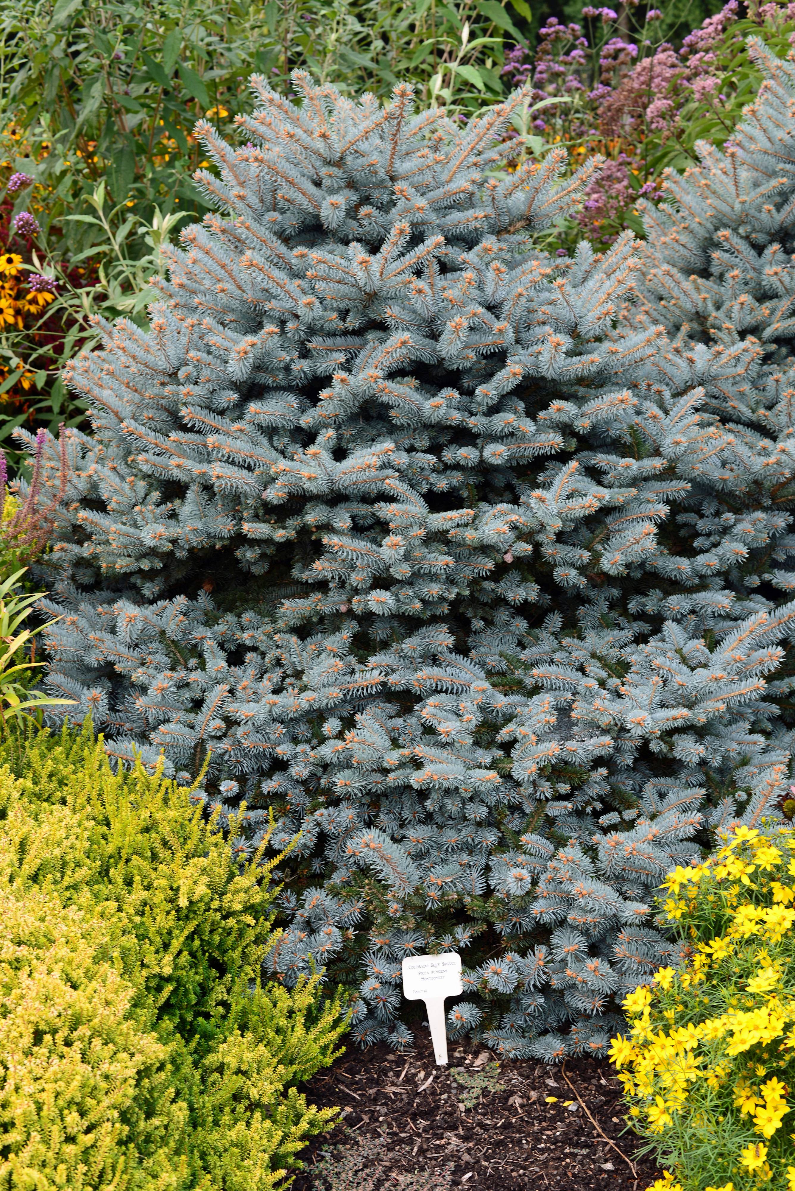 Arbusto De Picea De Montgomery Montgomery Spruce Information How To