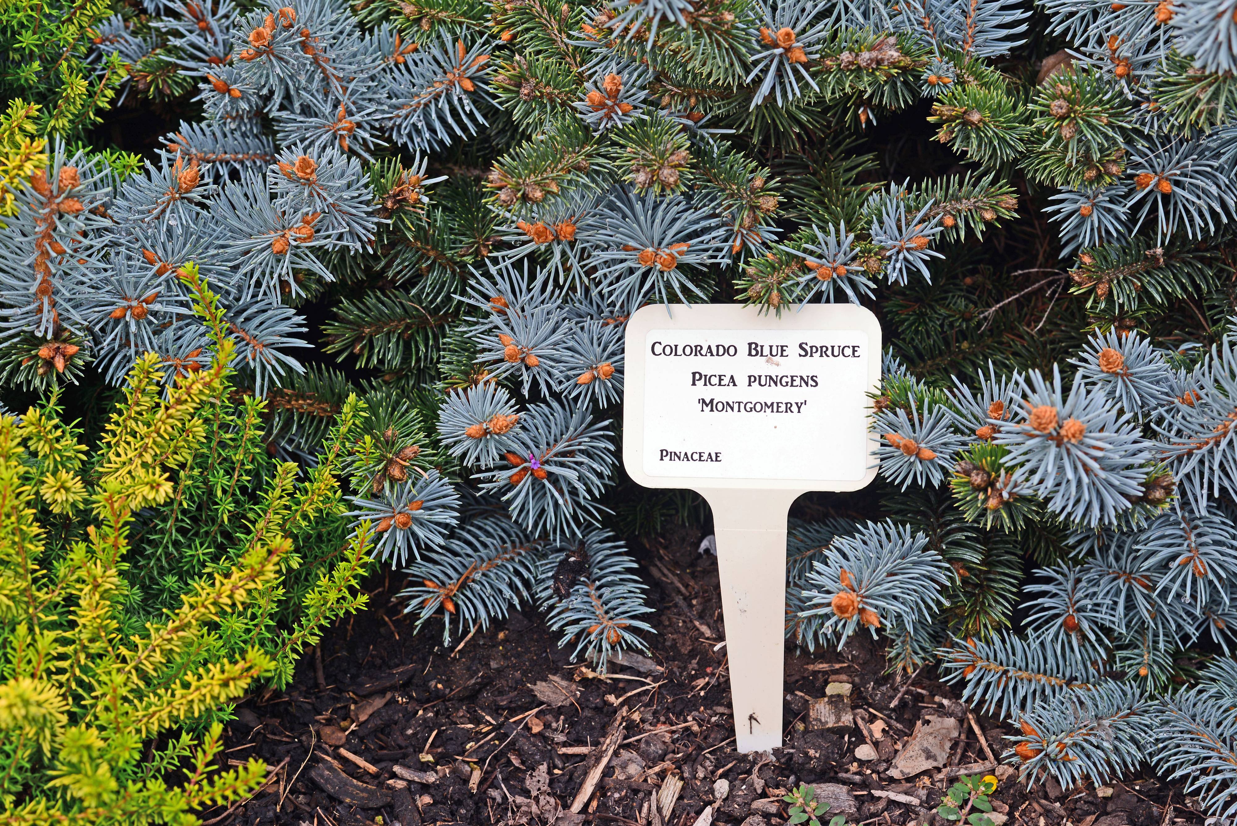 Arbusto De Picea De Montgomery Montgomery Spruce Information How To