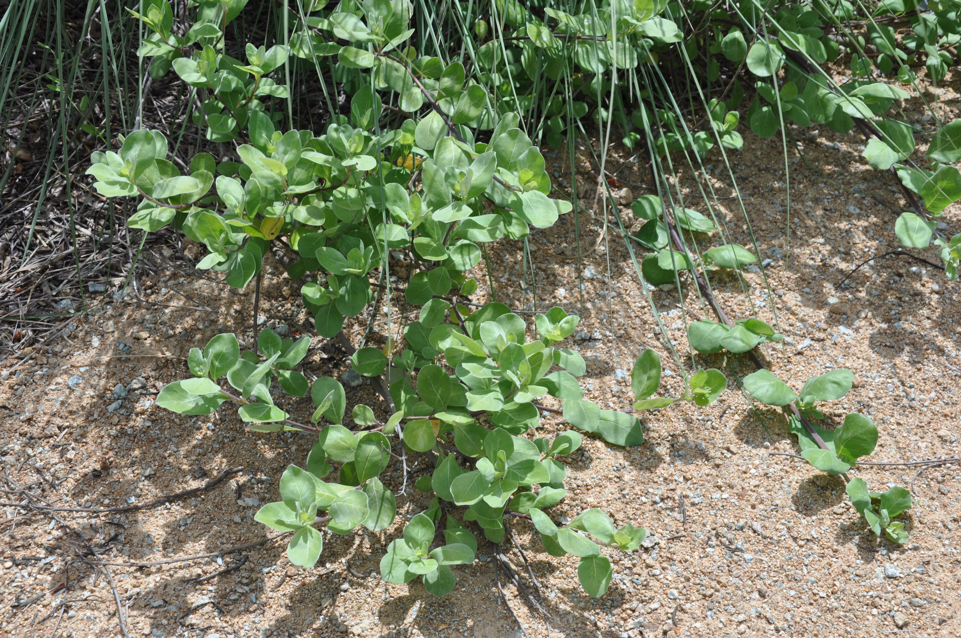 Vitex rotundifolia - Beach Vitex | PlantMaster