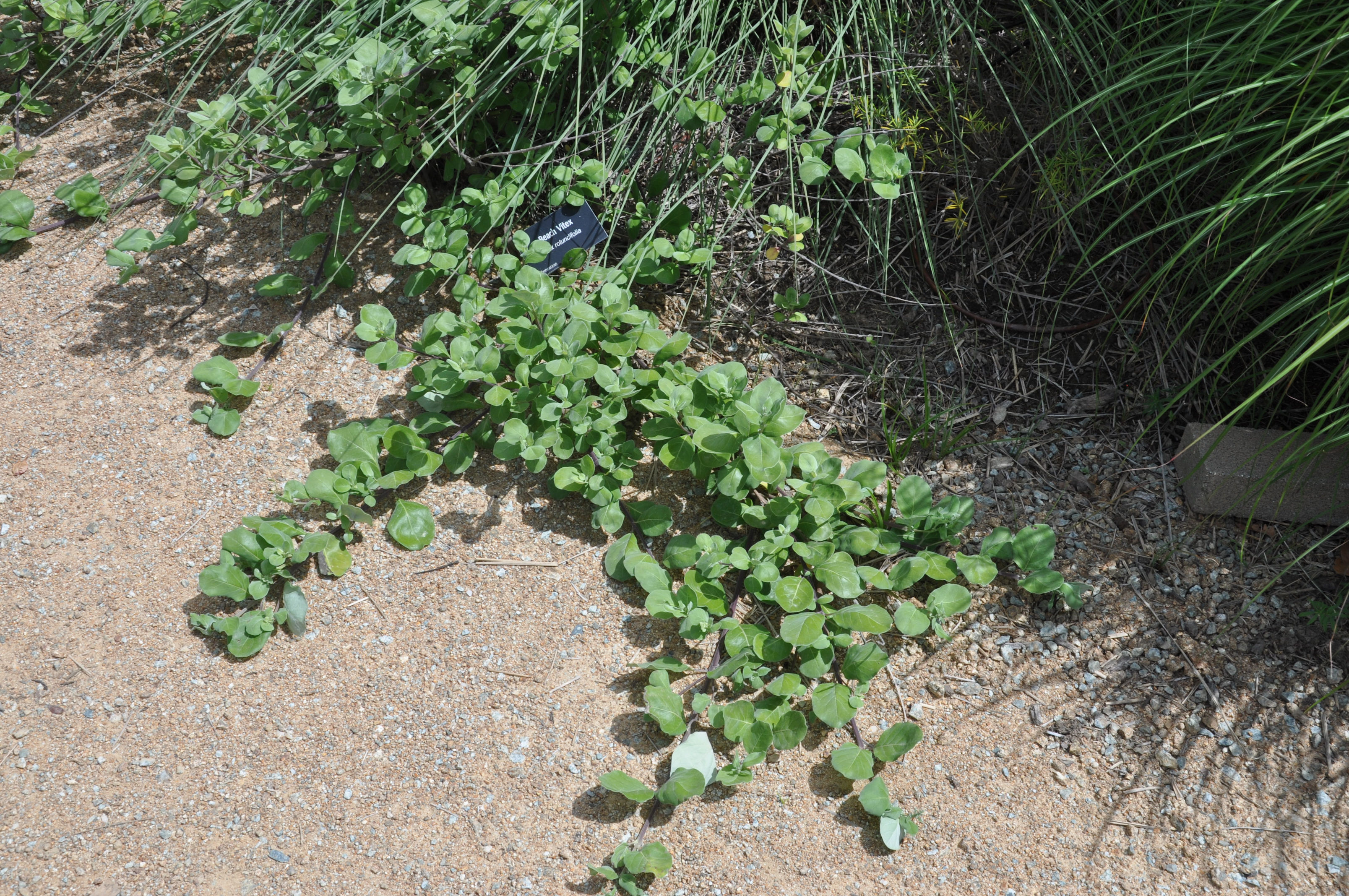 Vitex rotundifolia - Beach Vitex | PlantMaster
