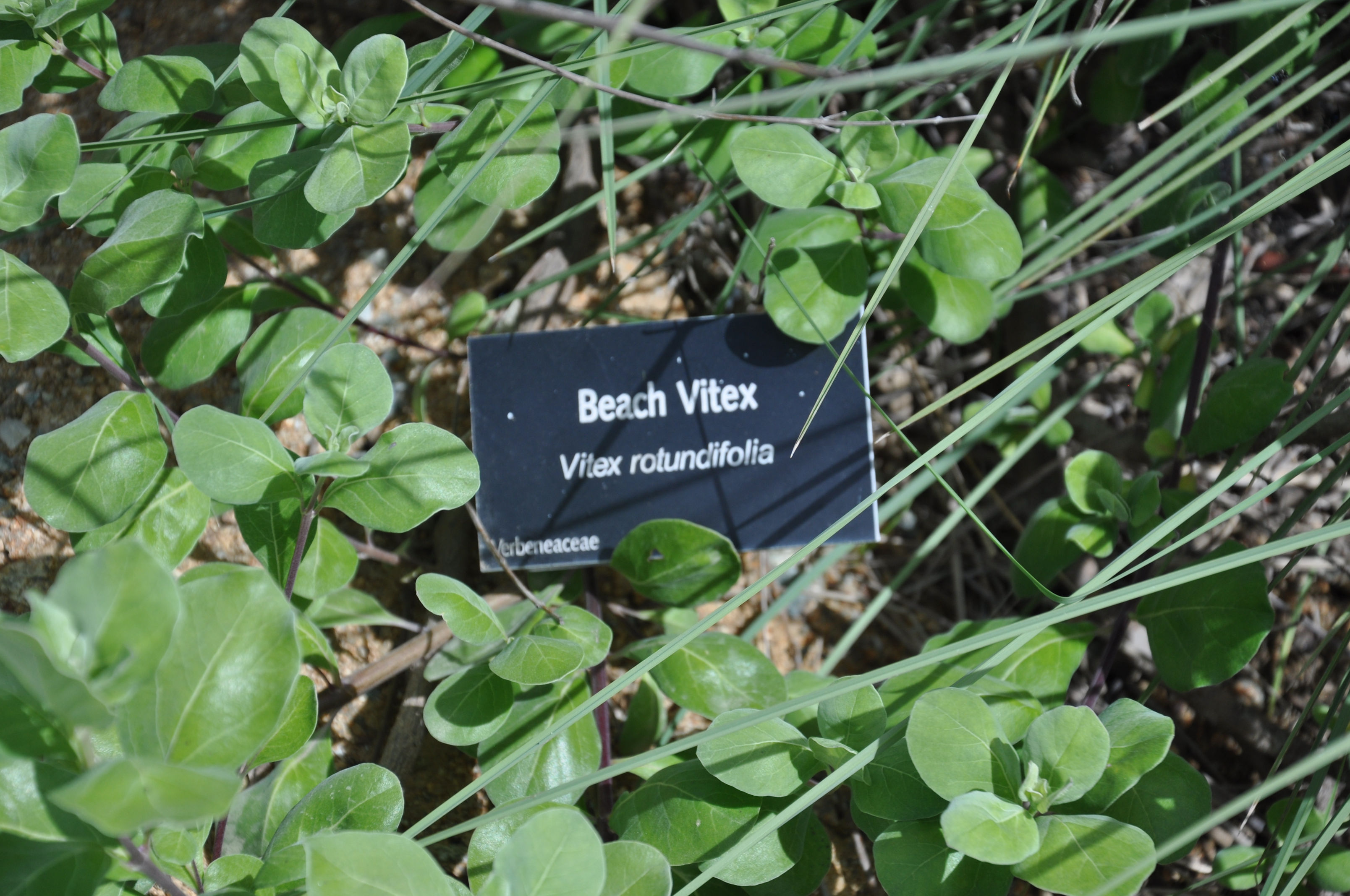 Vitex rotundifolia - Beach Vitex | PlantMaster