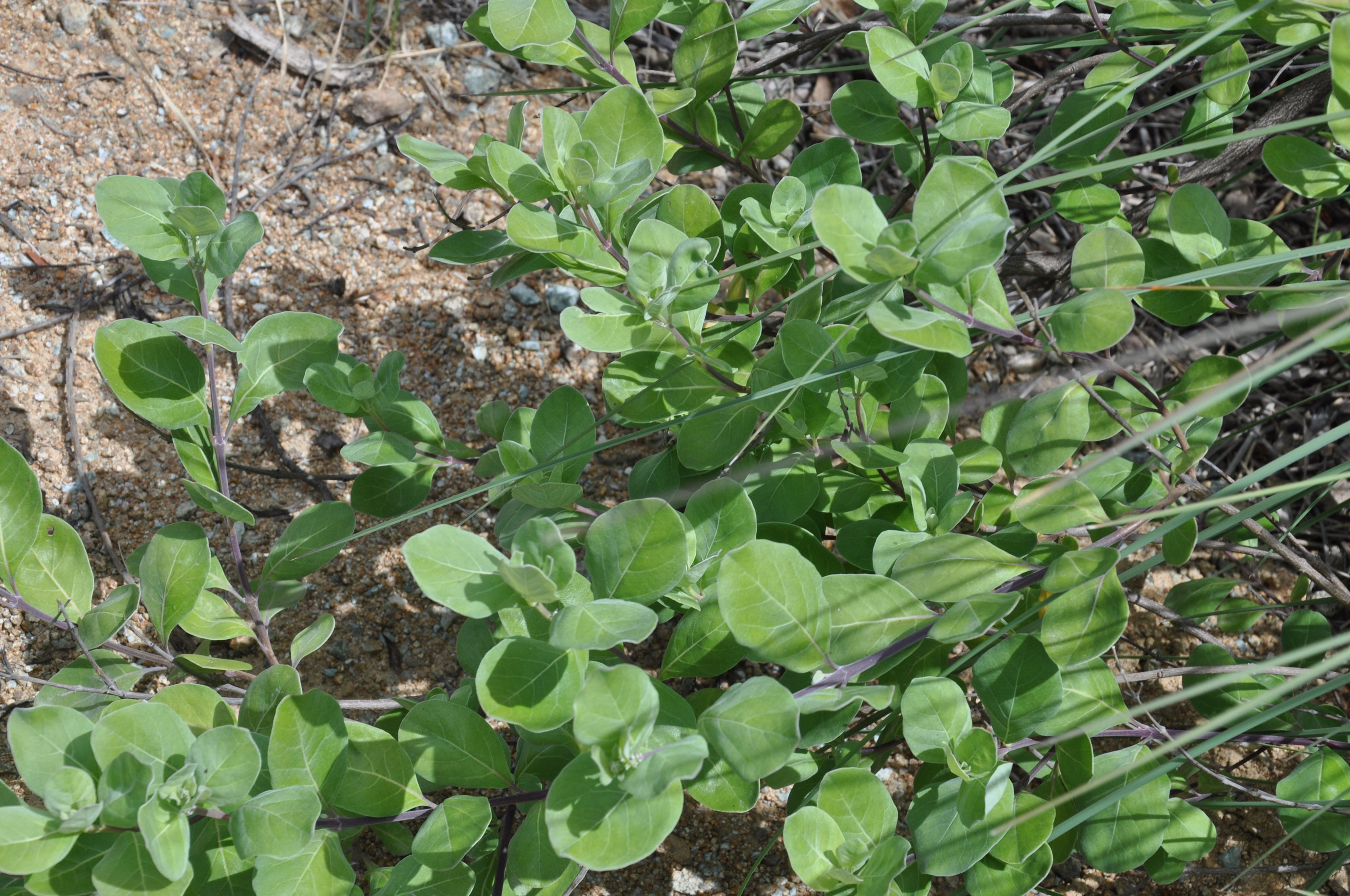 Vitex rotundifolia - Beach Vitex | PlantMaster