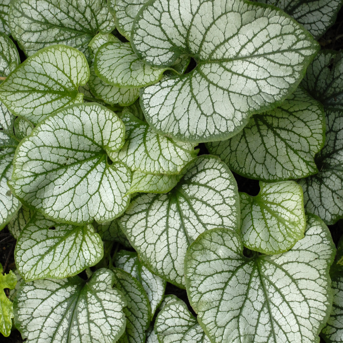 Brunnera 'Jack Frost' - Heartleaf Brunnera | PlantMaster
