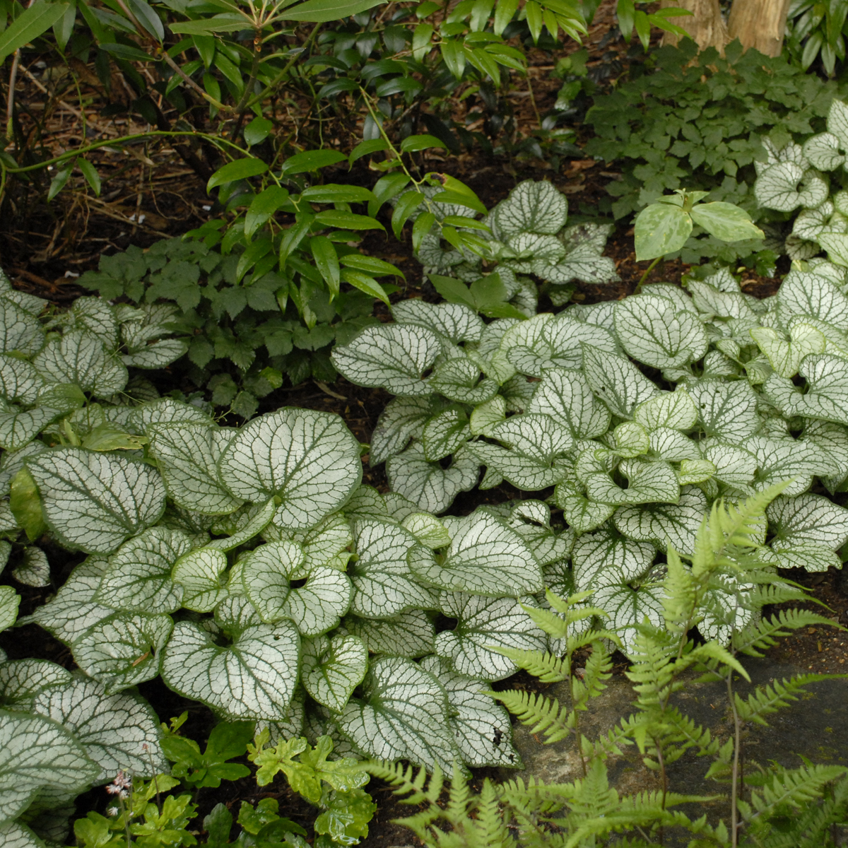 Brunnera 'Jack Frost' - Heartleaf Brunnera | PlantMaster