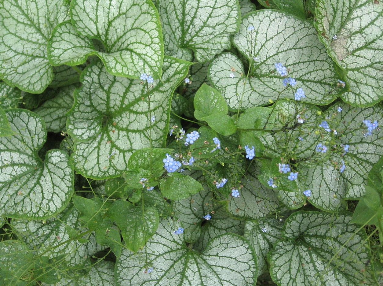 Brunnera 'Jack Frost' - Heartleaf Brunnera | PlantMaster