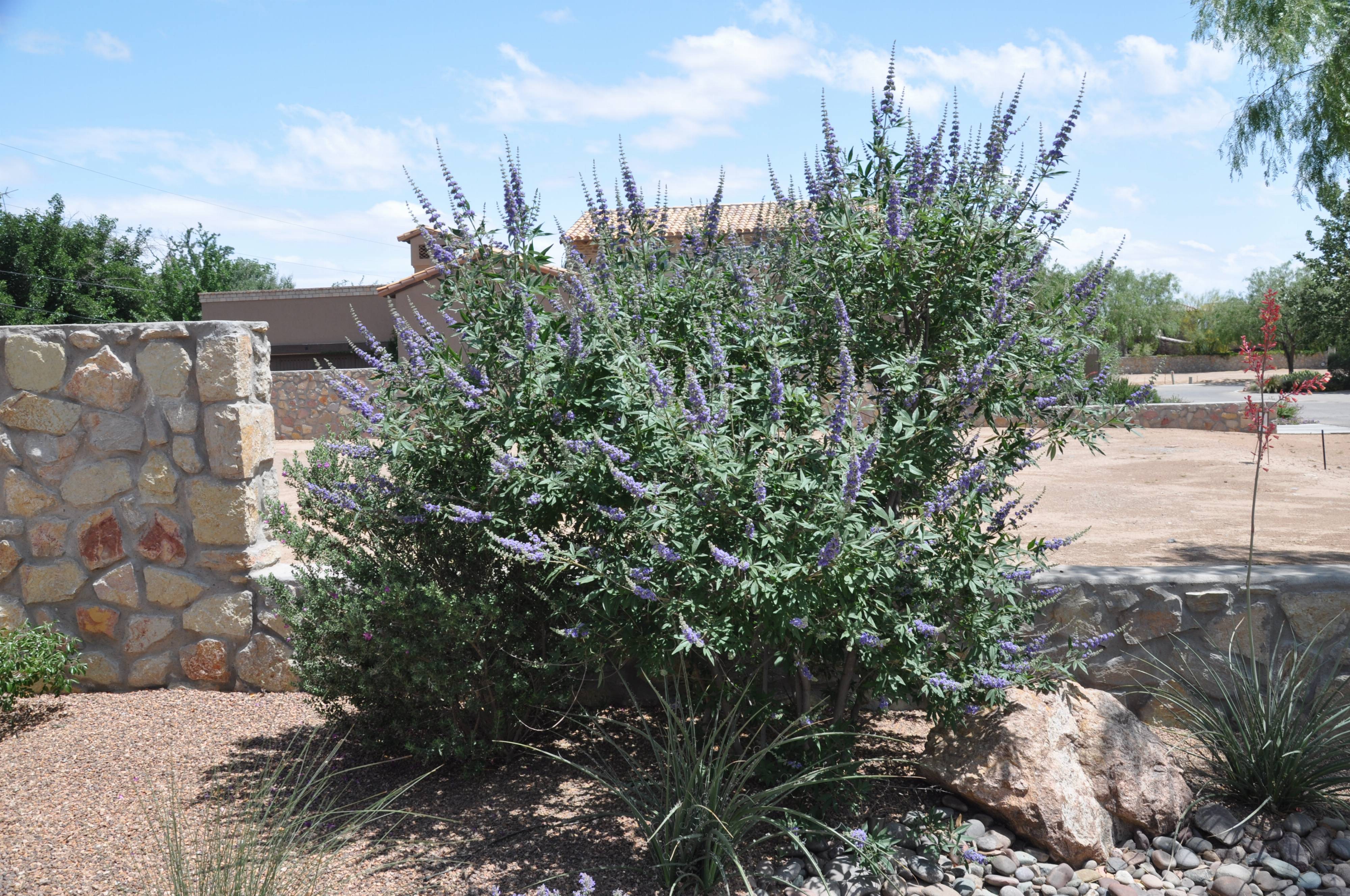 Vitex Agnus Castus Shoal Creek