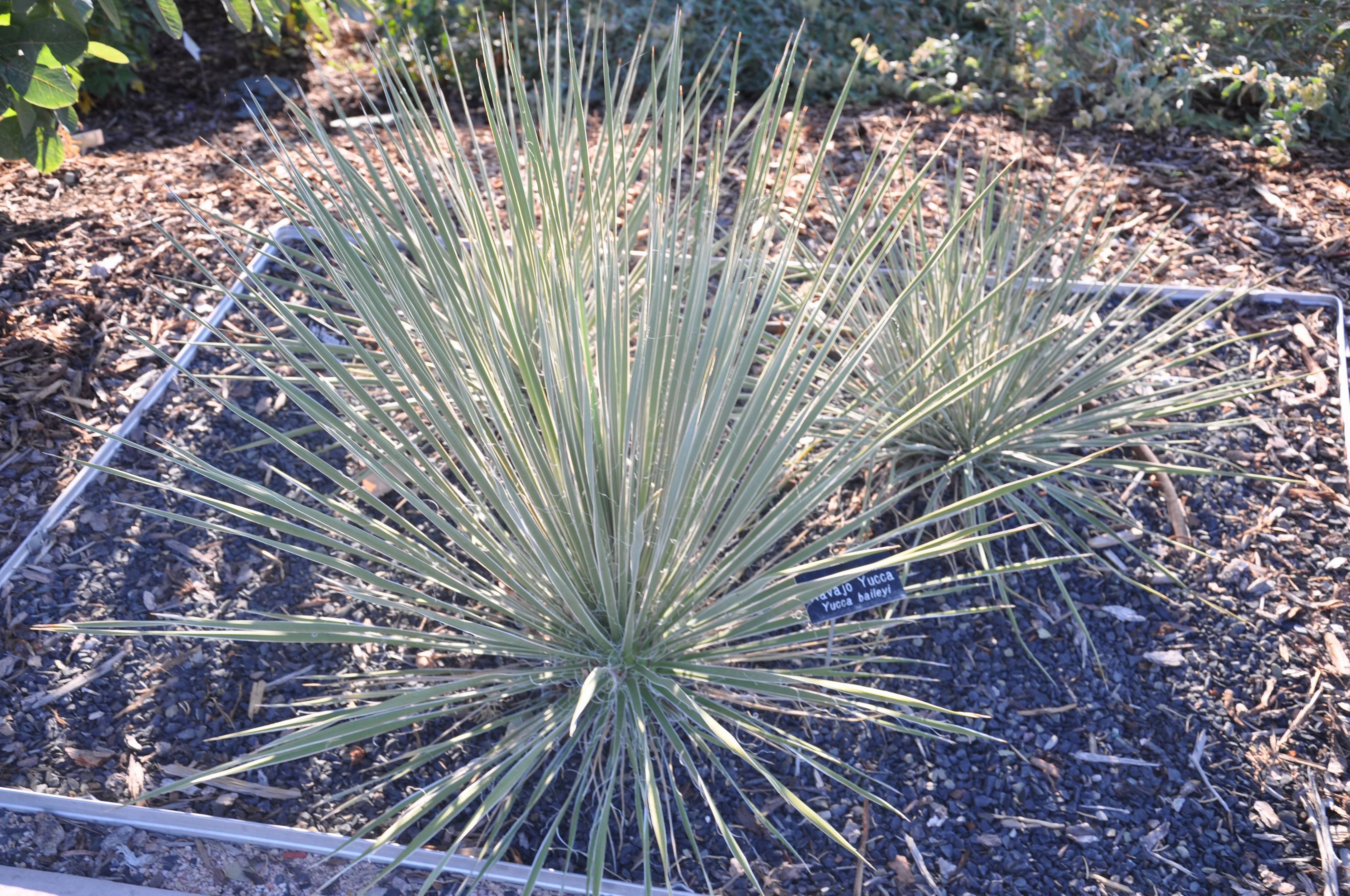 Yucca baileyi - Navajo Yucca. | PlantMaster