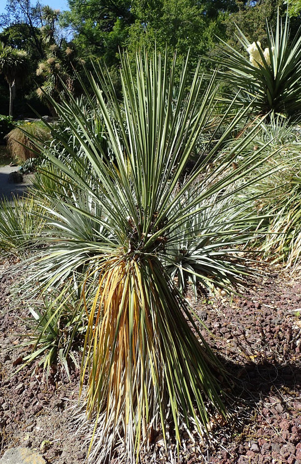 Yucca baileyi - Navajo Yucca. | PlantMaster