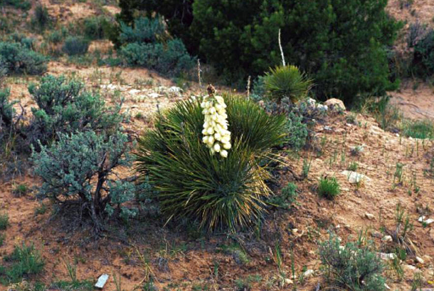 Yucca baileyi - Navajo Yucca. | PlantMaster
