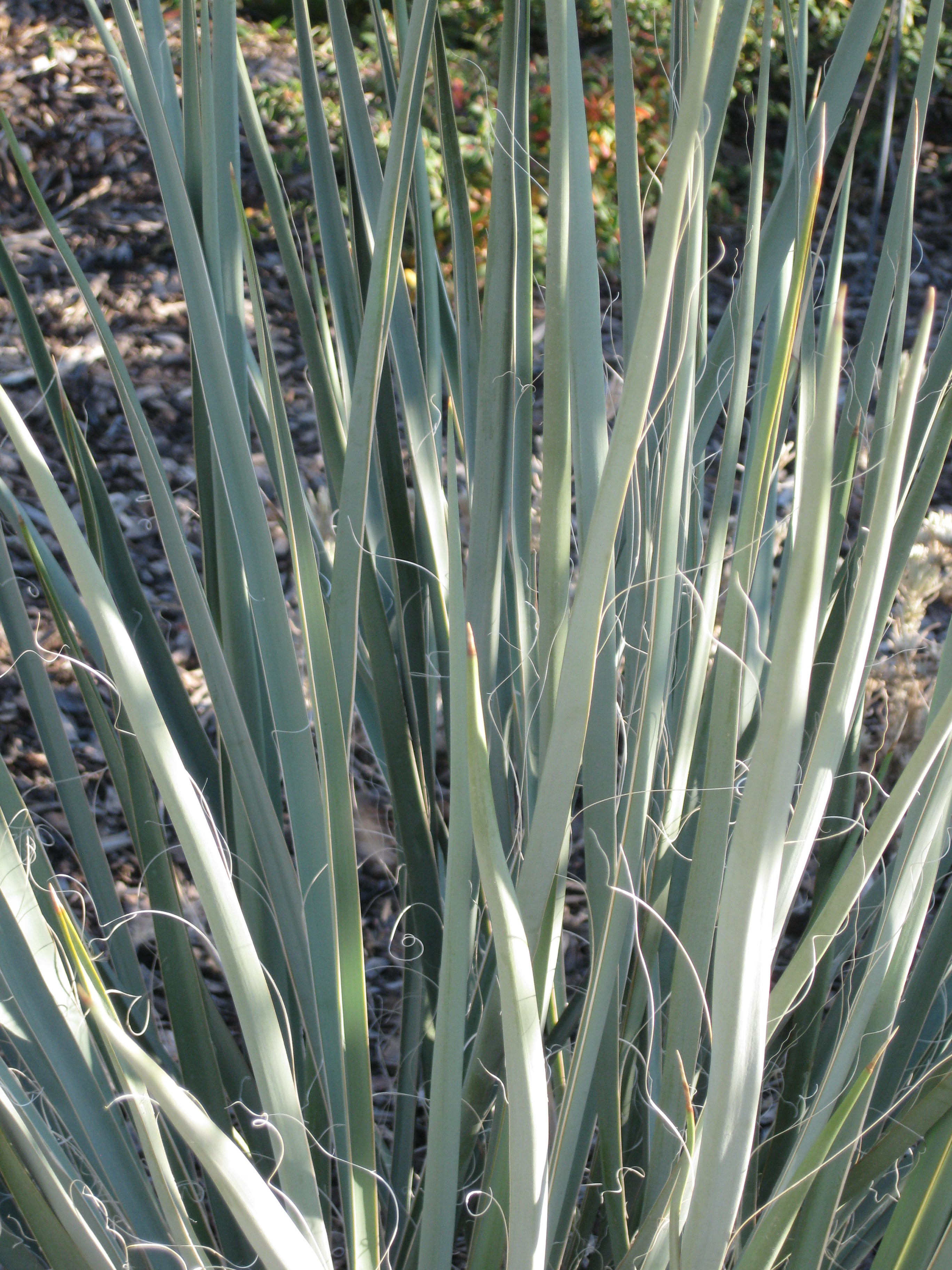 Yucca baileyi - Navajo Yucca. | PlantMaster