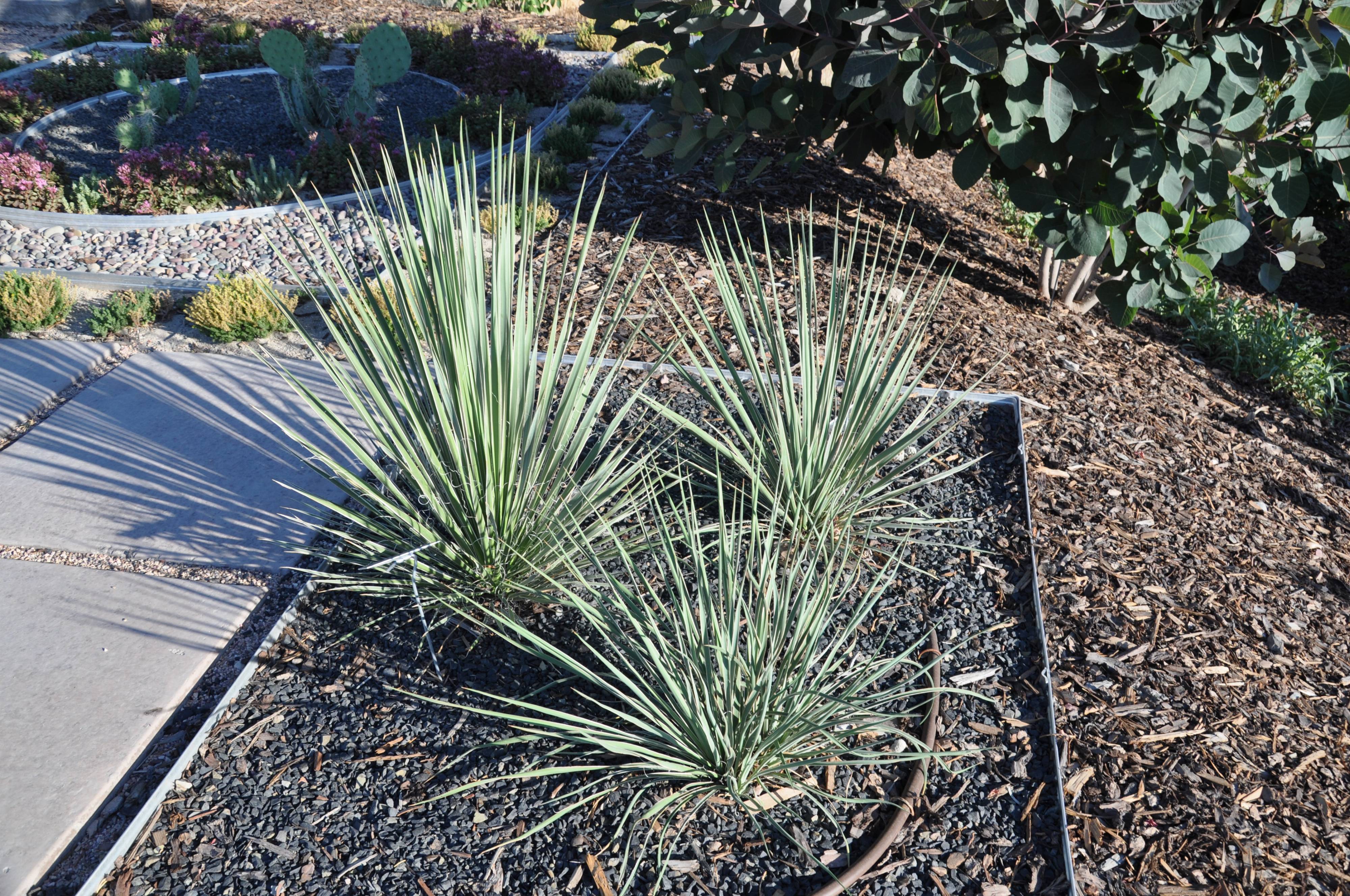 Yucca baileyi - Navajo Yucca. | PlantMaster