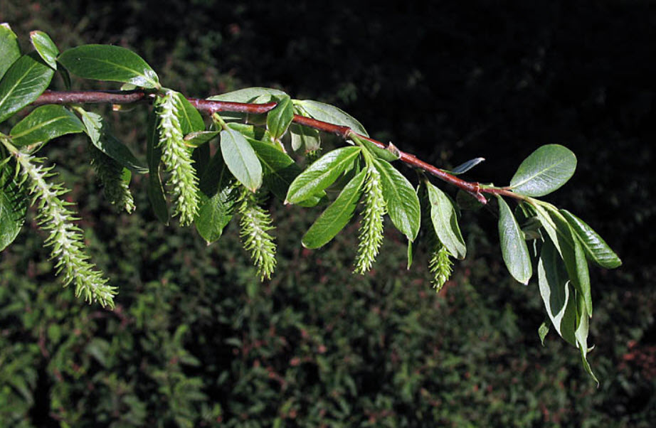 Salix laevigata - Red Willow | PlantMaster