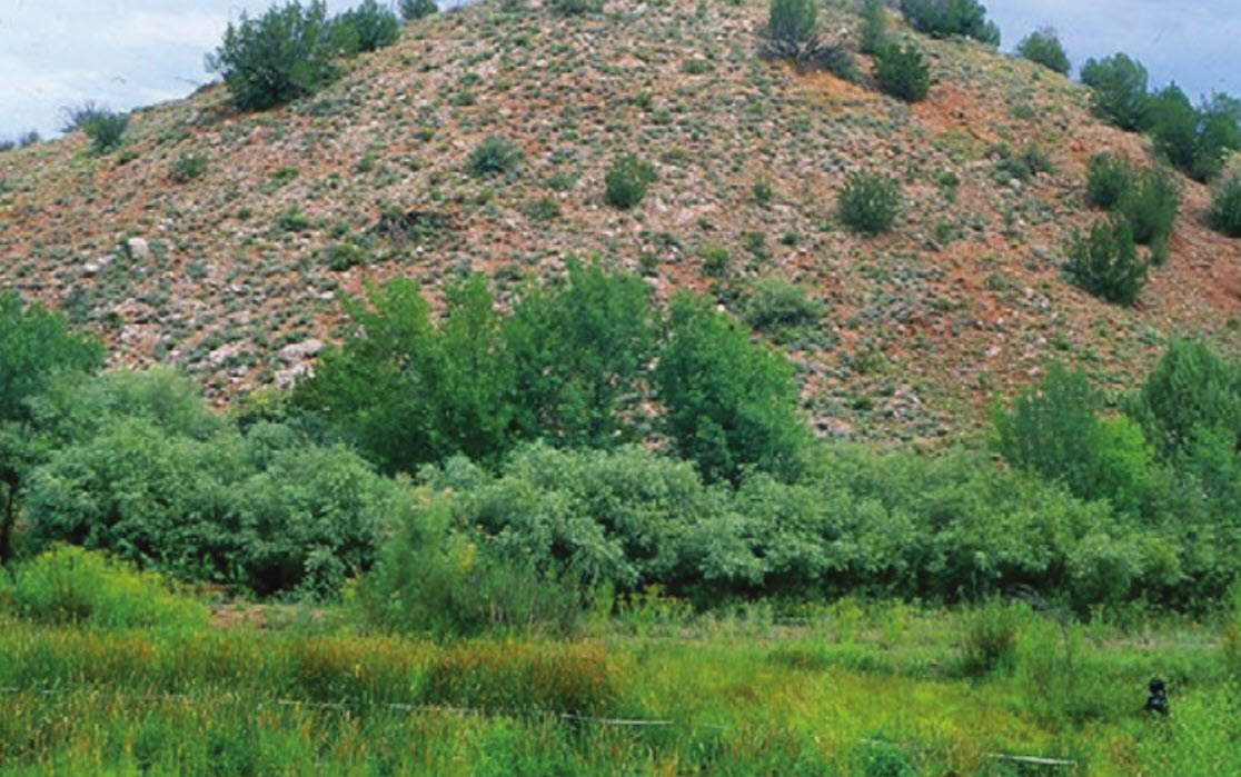 Salix laevigata - Red Willow | PlantMaster