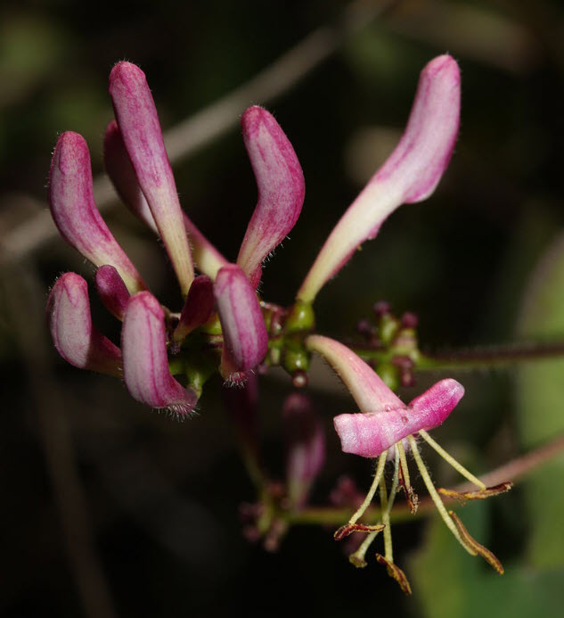 Lonicera hispidula - California Honeysuckle | PlantMaster