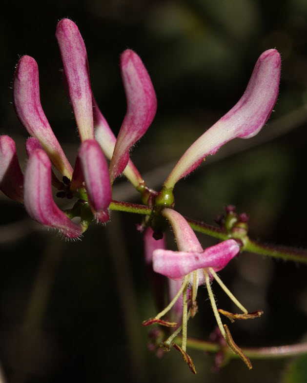 Lonicera hispidula - California Honeysuckle | PlantMaster