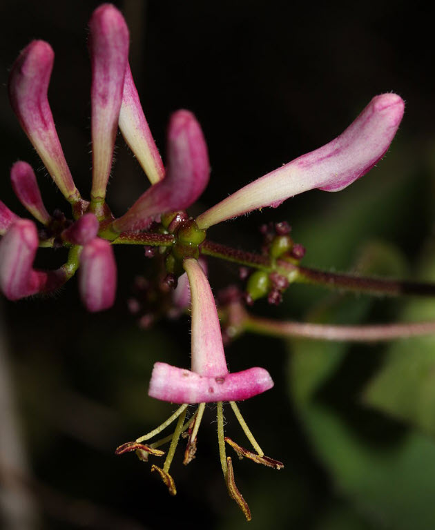 Lonicera hispidula - California Honeysuckle | PlantMaster