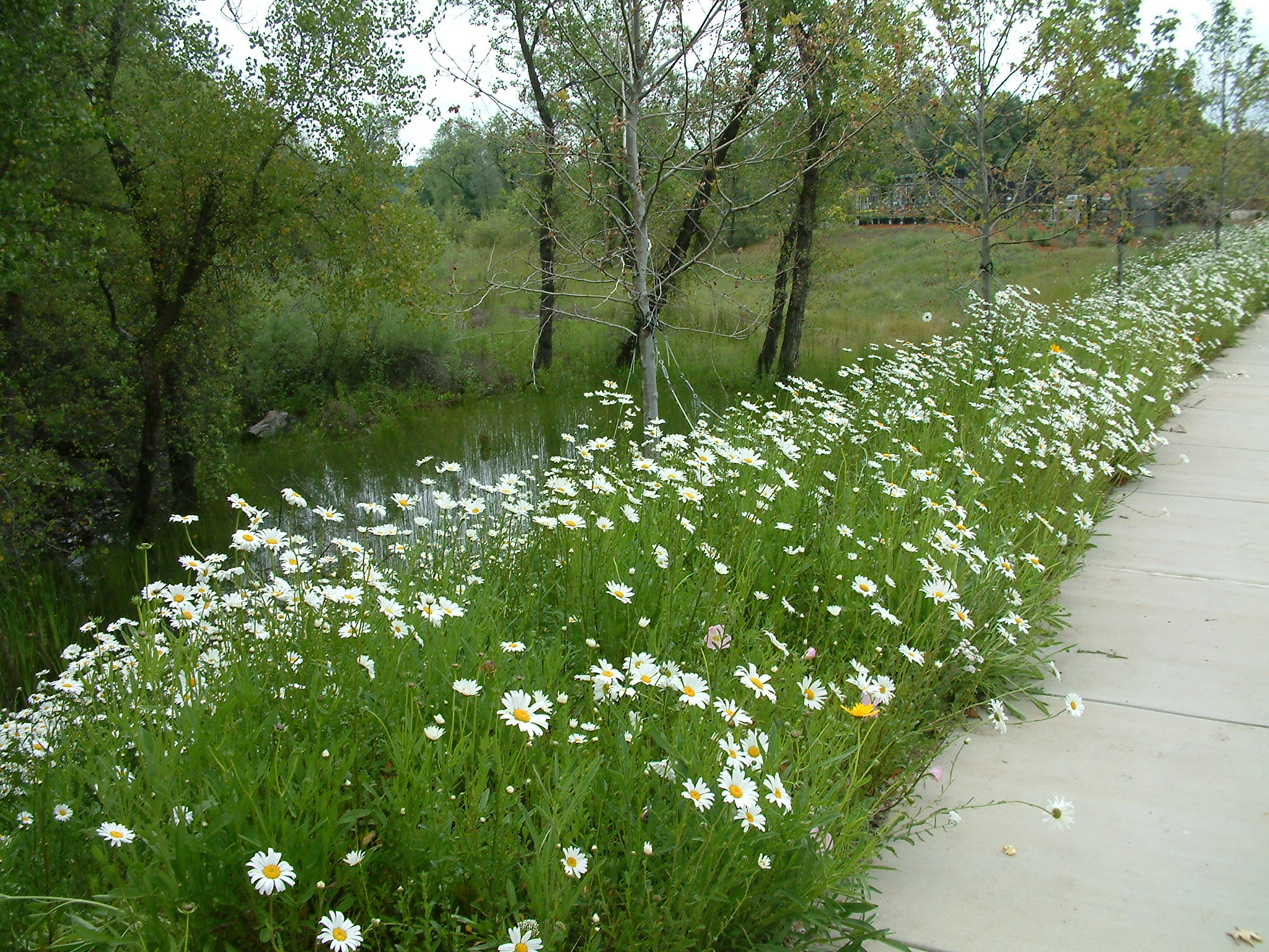 Leucanthemum x superbum - Shasta Daisy | PlantMaster