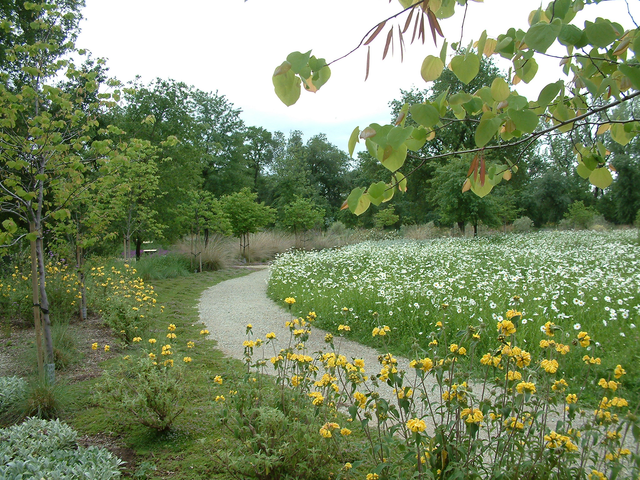 Leucanthemum x superbum - Shasta Daisy | PlantMaster
