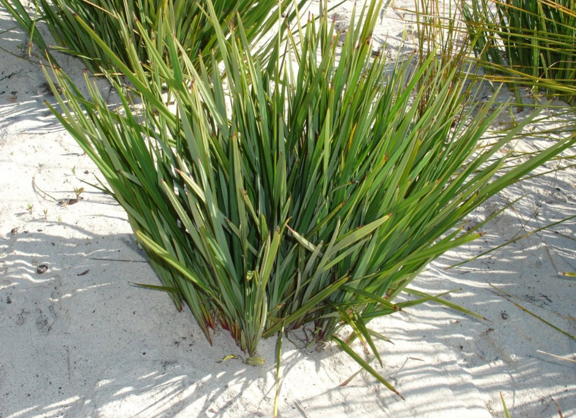 Dianella revoluta 'DR5000' PP17719 - Little Rev™ Dianella | PlantMaster