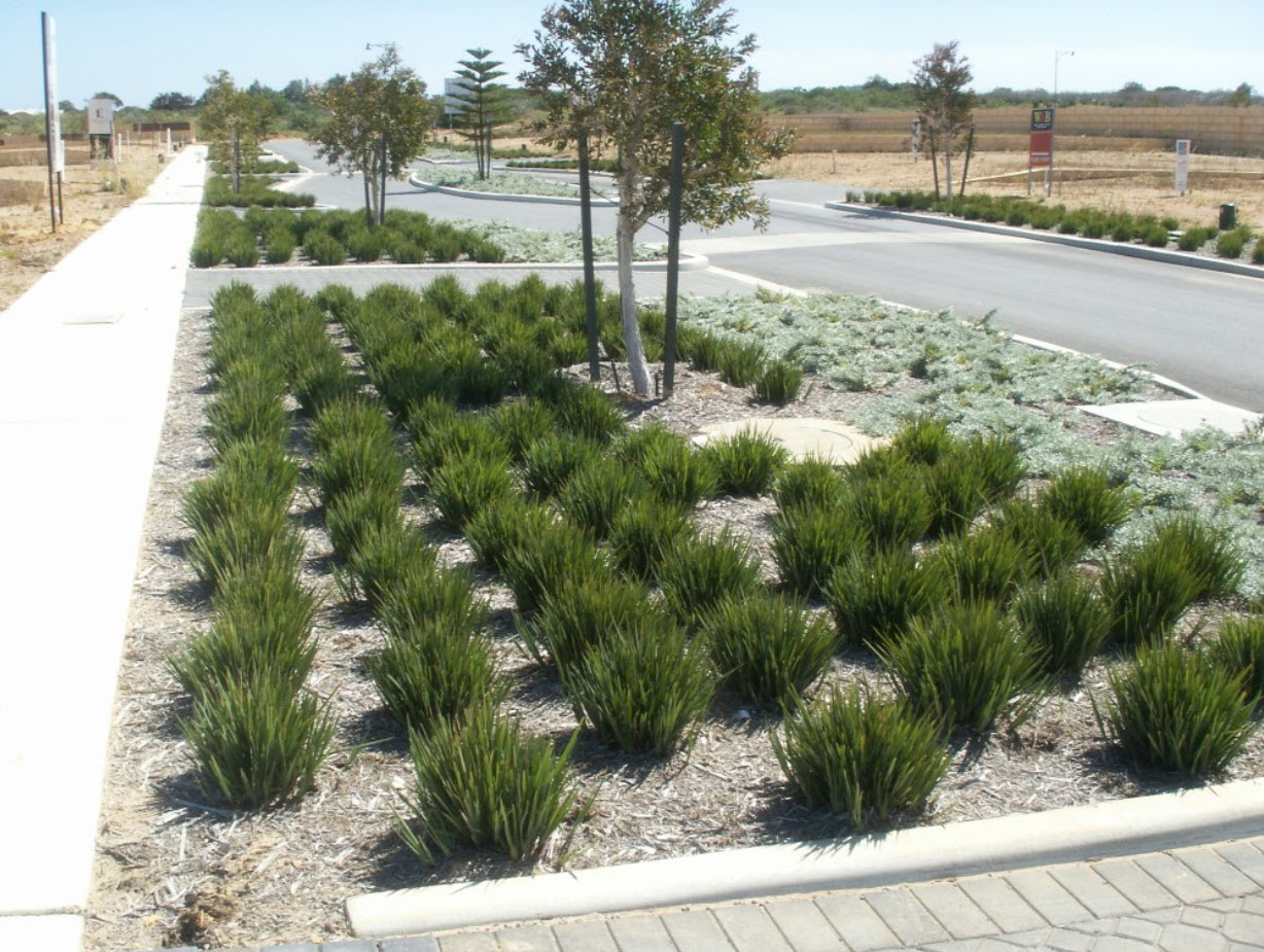 Dianella revoluta 'DR5000' PP17719 - Little Rev™ Dianella | PlantMaster