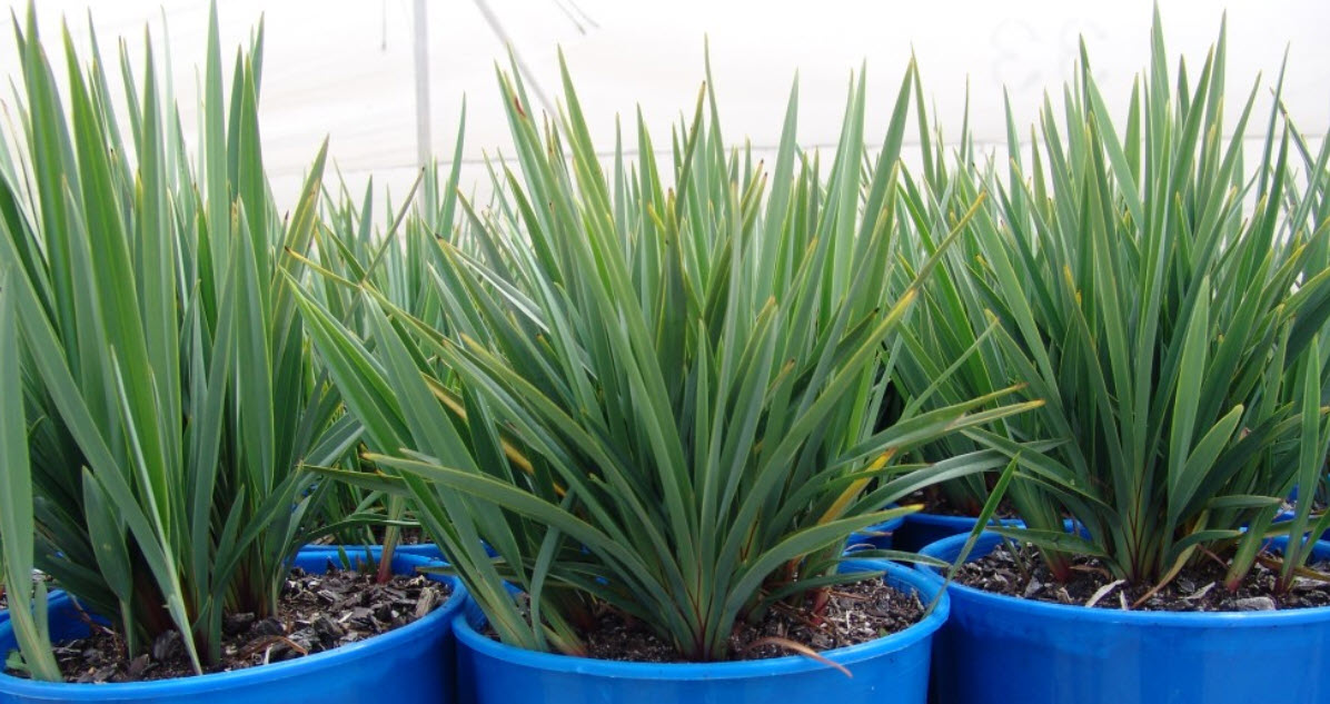 Dianella revoluta 'DR5000' PP17719 - Little Rev™ Dianella | PlantMaster