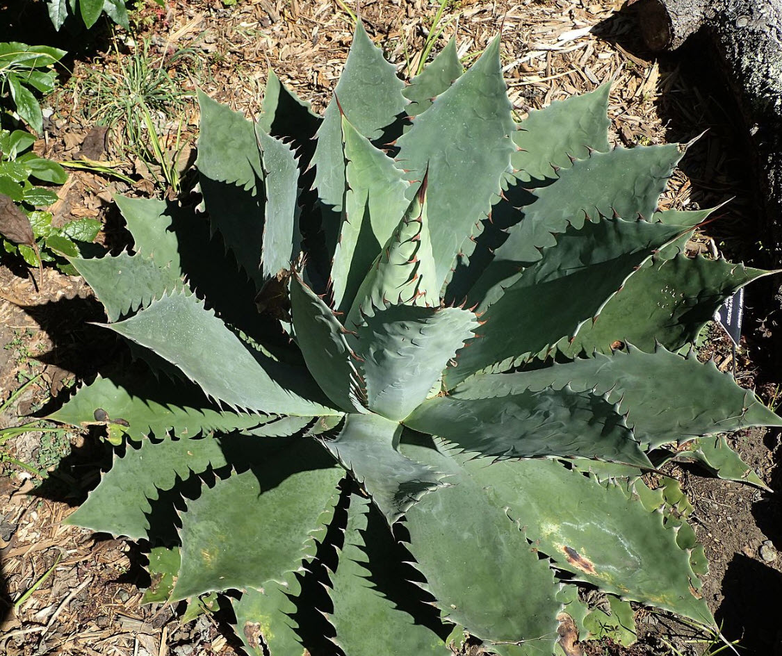Agave seemanniana - Seemann's Agave | PlantMaster
