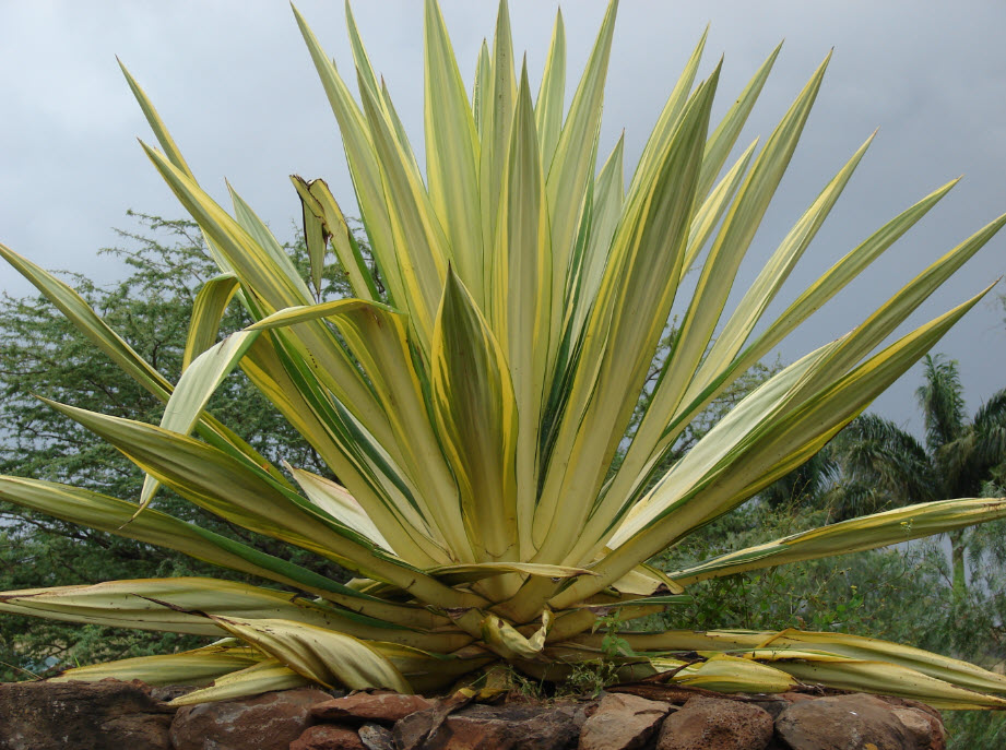 Furcraea foetida - Furcraea Foetida | PlantMaster