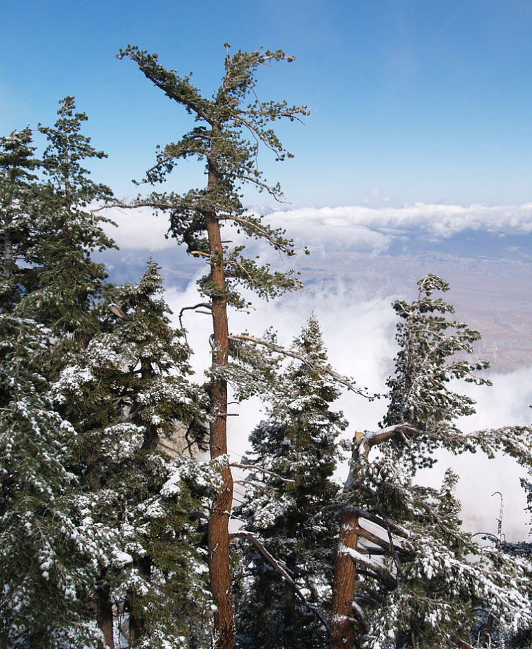 Pinus flexilis - Limber Pine | PlantMaster