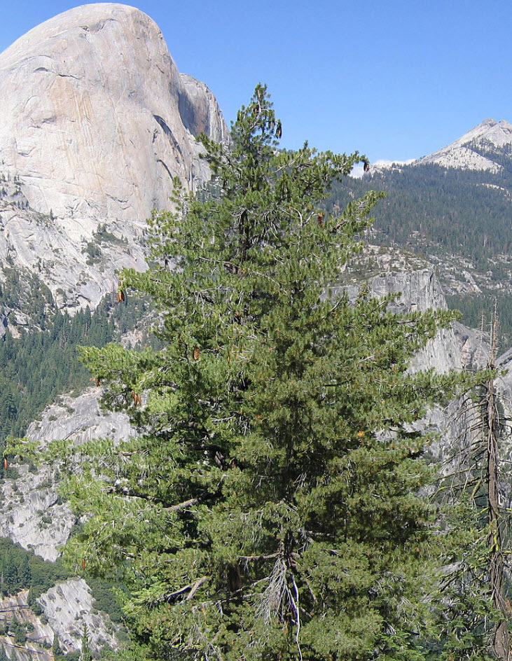 Pinus flexilis - Limber Pine | PlantMaster