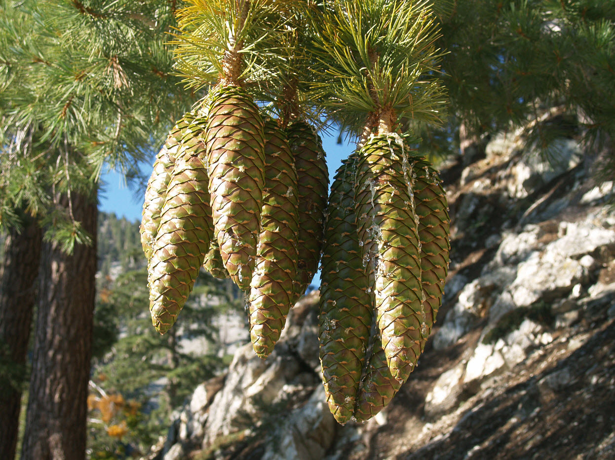 Pinus flexilis - Limber Pine | PlantMaster