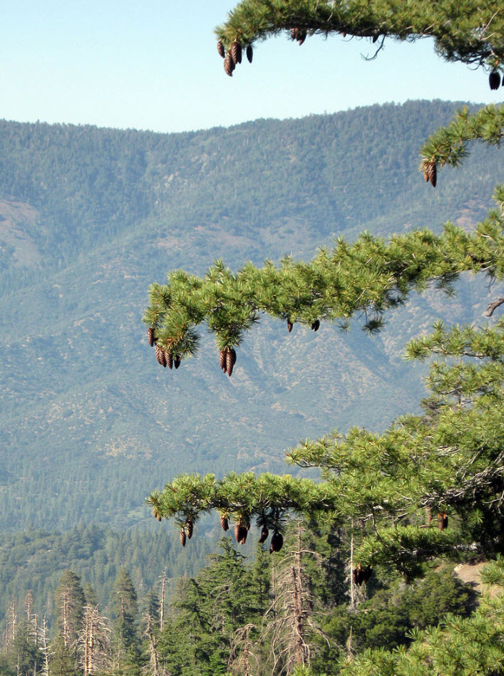 Pinus flexilis - Limber Pine | PlantMaster