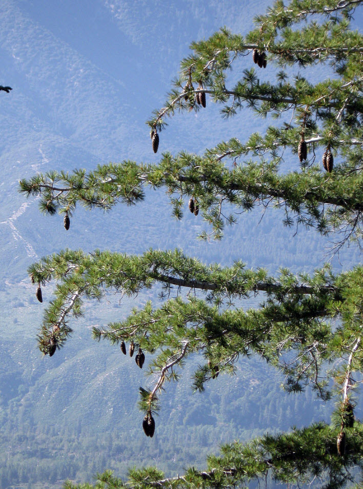 Pinus flexilis - Limber Pine | PlantMaster