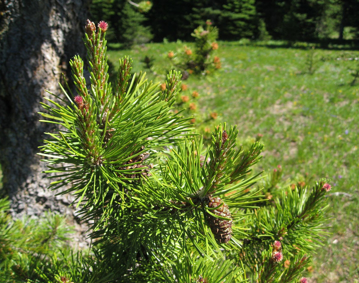 Pinus contorta - Lodgepole Pine | PlantMaster
