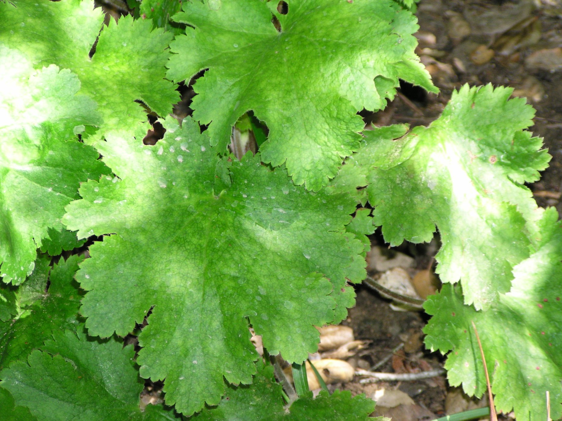 Heuchera Maxima Heuchera Maxima, Island Alum Root.