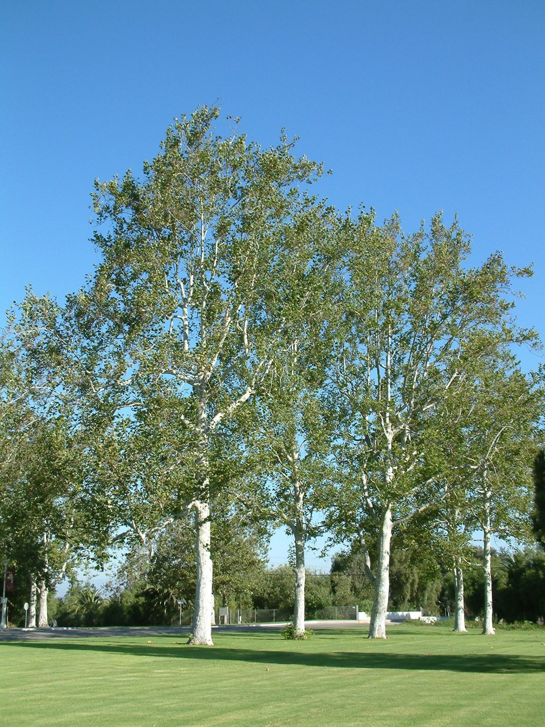 Platanus racemosa - California Sycamore | PlantMaster