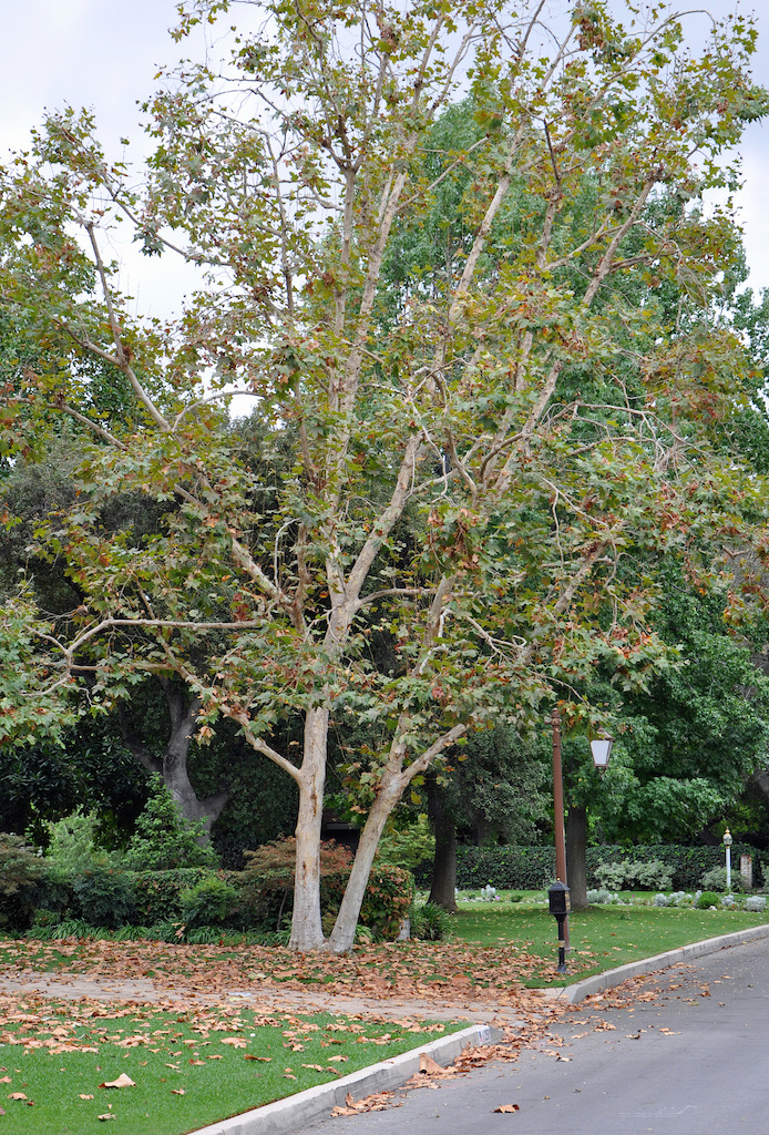 Platanus racemosa - California Sycamore | PlantMaster