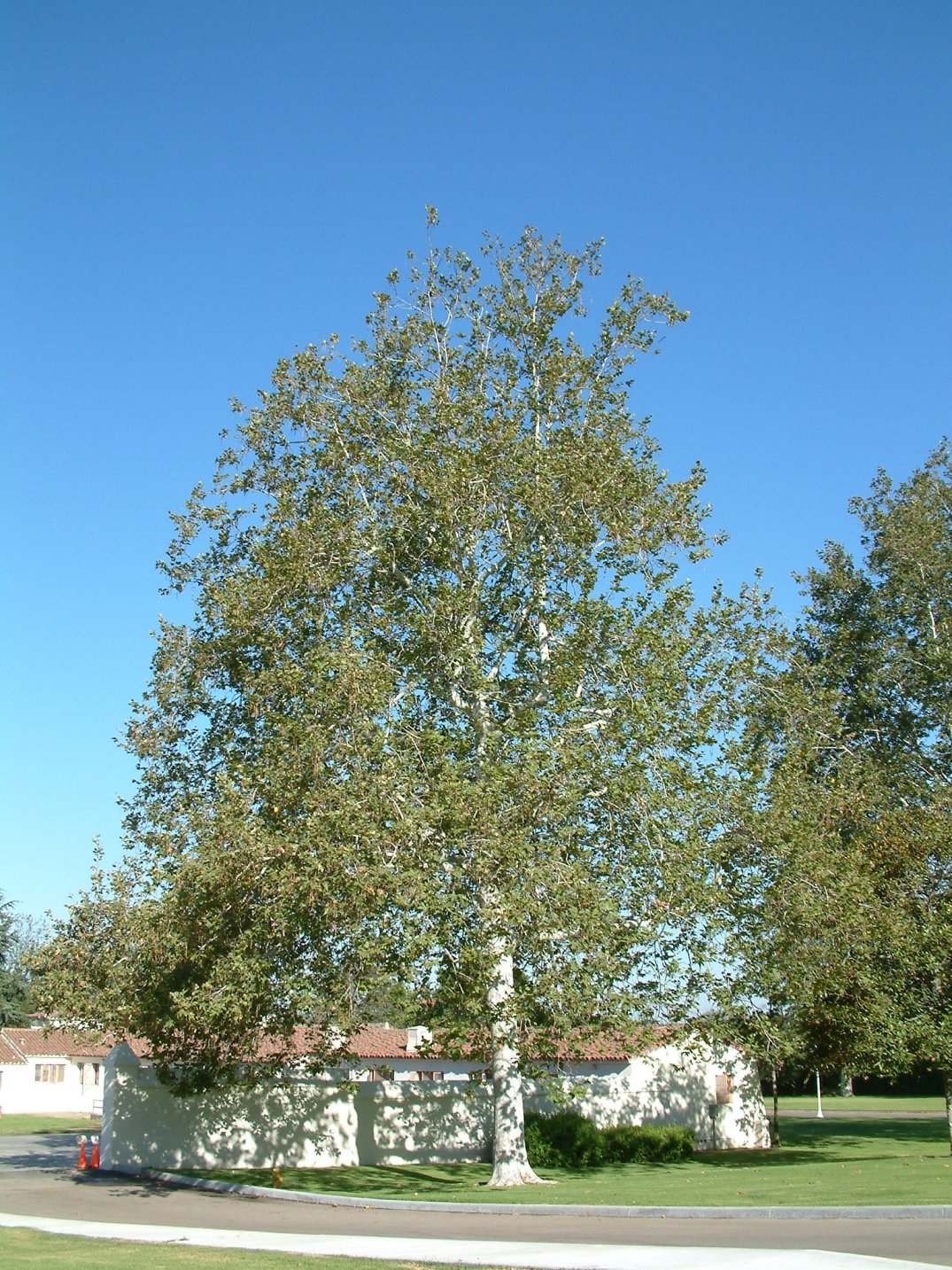 Platanus racemosa - California Sycamore | PlantMaster