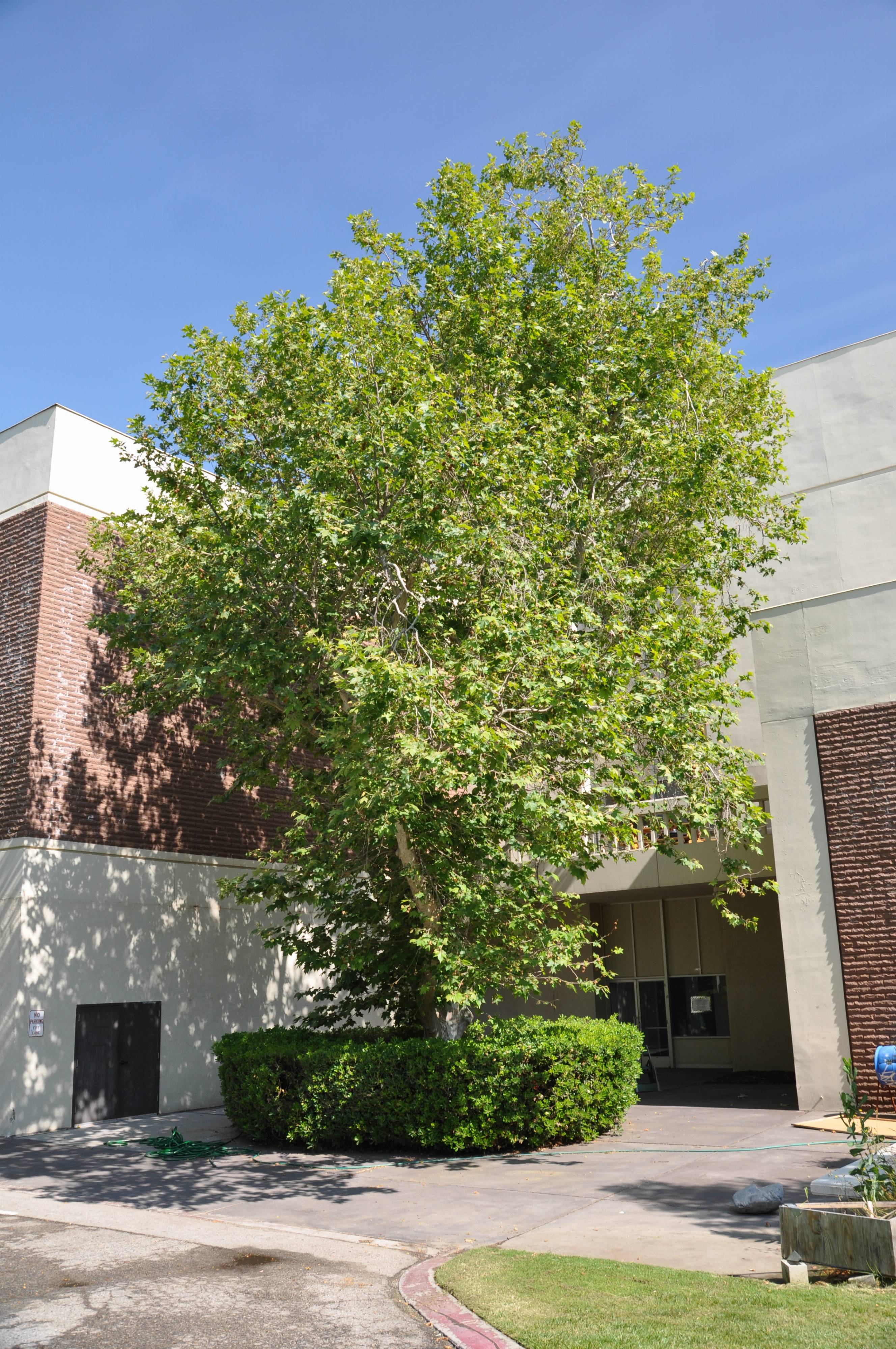 Platanus racemosa - California Sycamore | PlantMaster