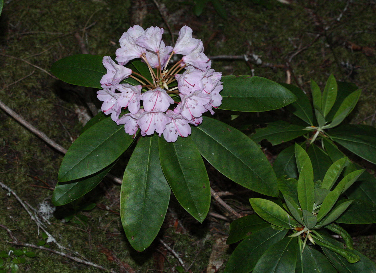 Rhododendron macrophyllum - Pacific Rhododendron | PlantMaster