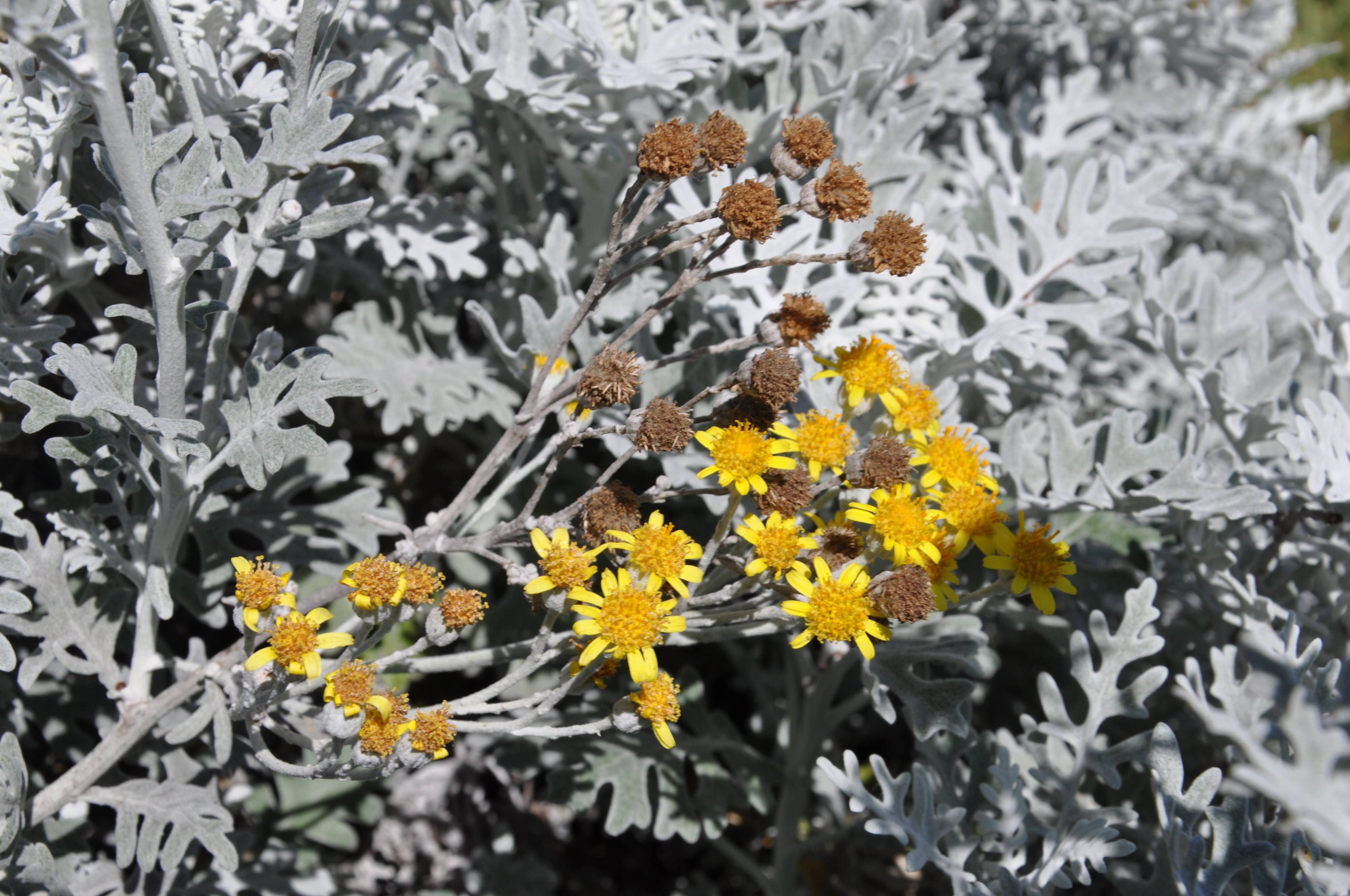 Senecio cineraria - Dusty Miller Shrub | PlantMaster
