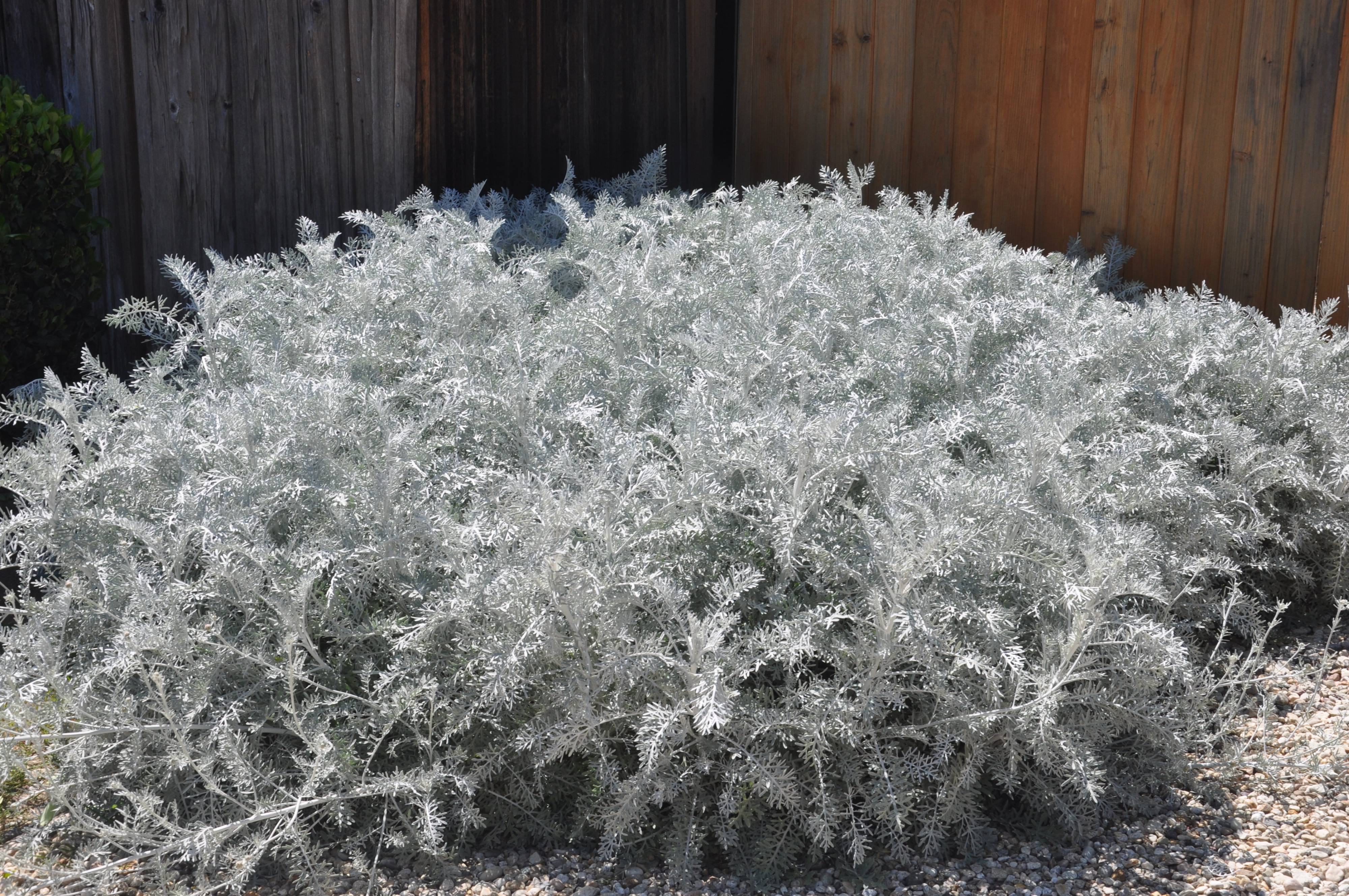 Senecio cineraria - Dusty Miller Shrub | PlantMaster