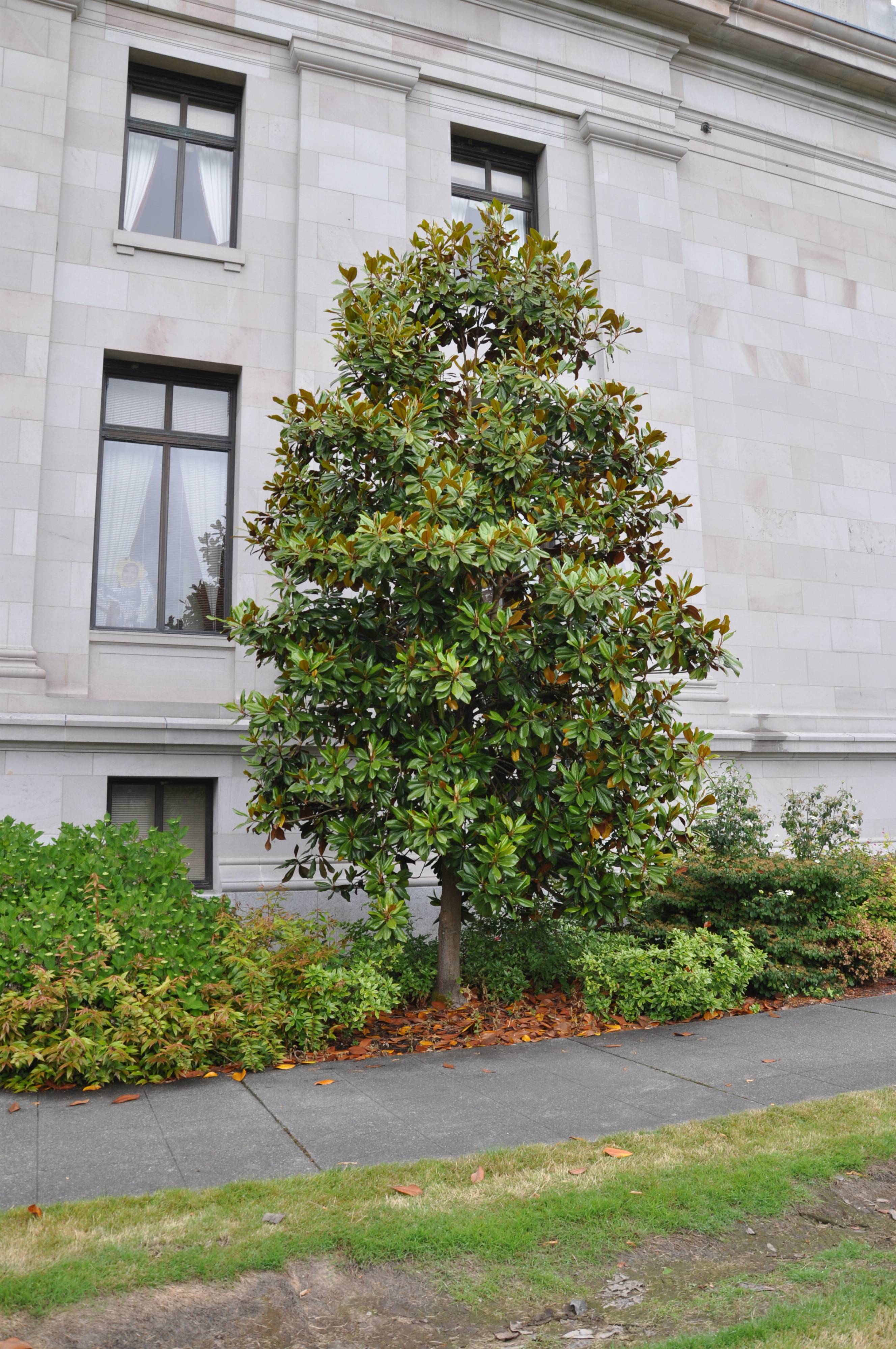 Magnolia Grandiflora Tree Growth Rate