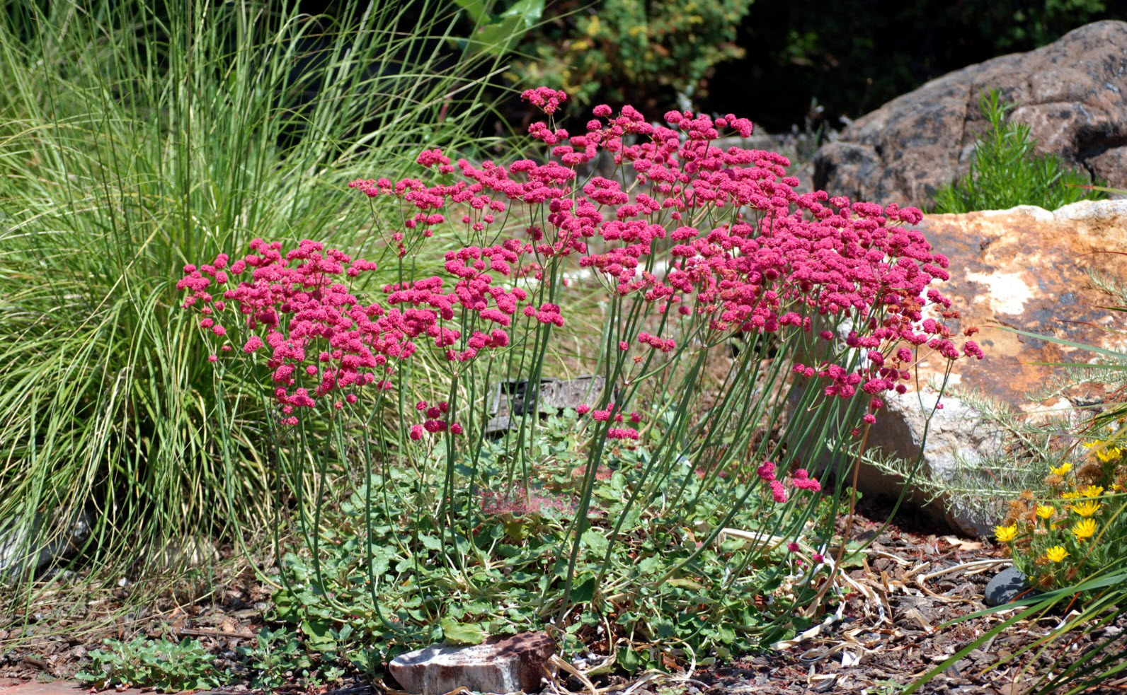 Eriogonum grande v. rubescens - San Miguel Island Buckwheat, Red ...
