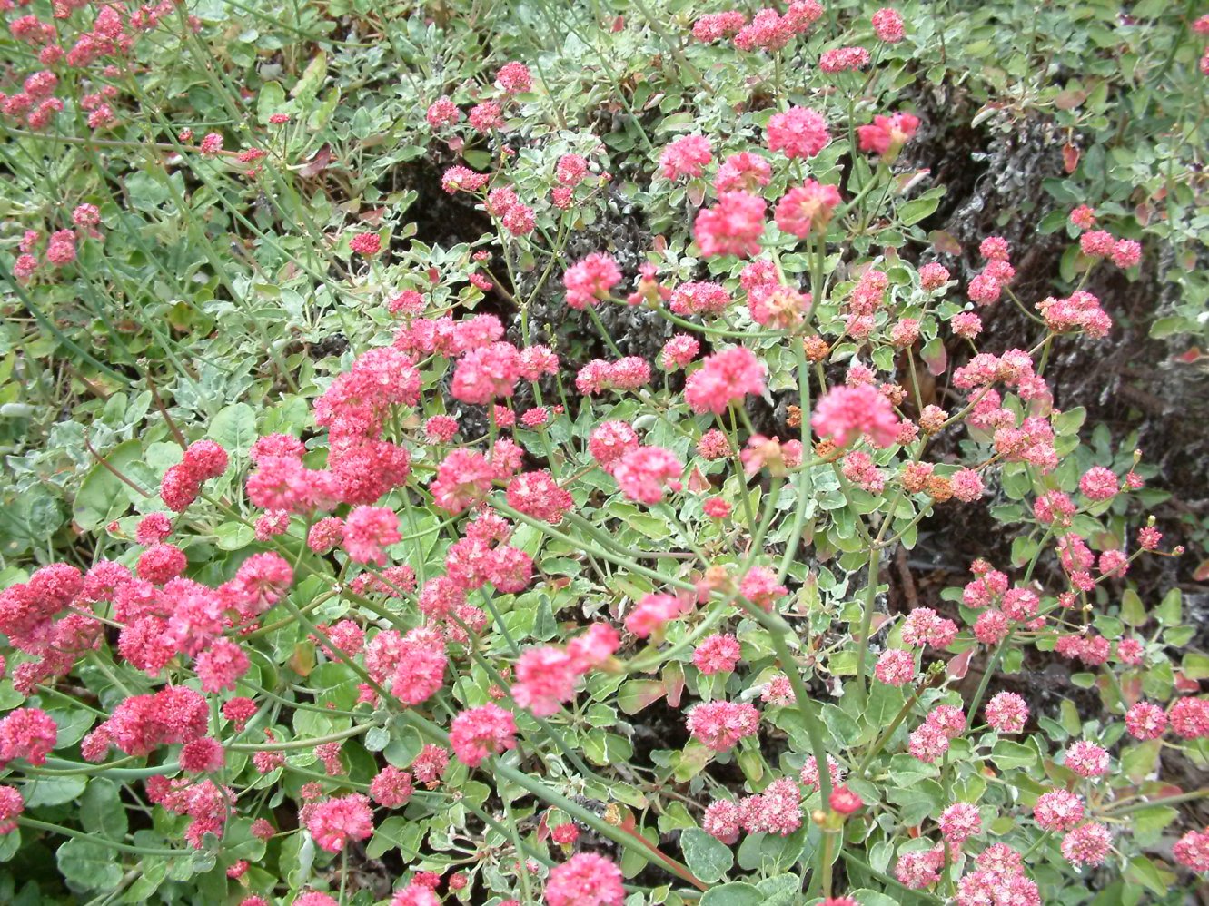 Eriogonum grande v. rubescens - San Miguel Island Buckwheat, Red ...